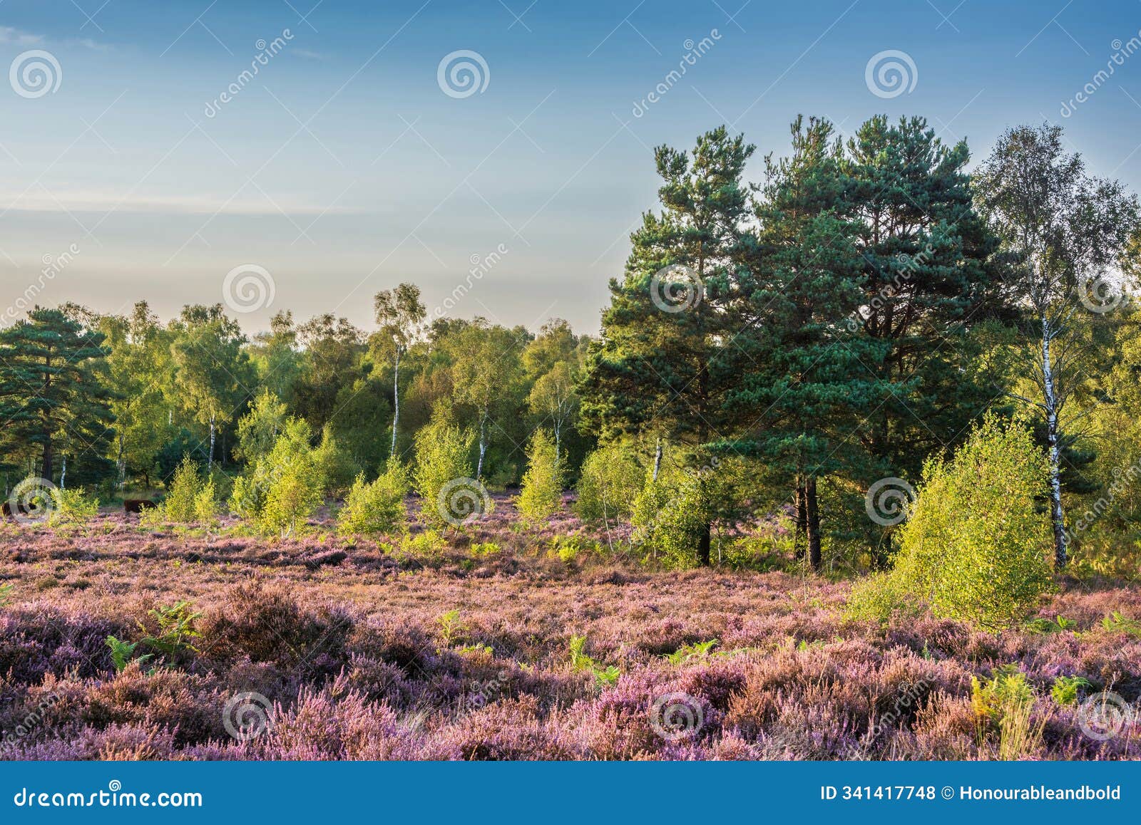 Stunning Summer Sunset Landscape Image of Fields of Heather in Full ...