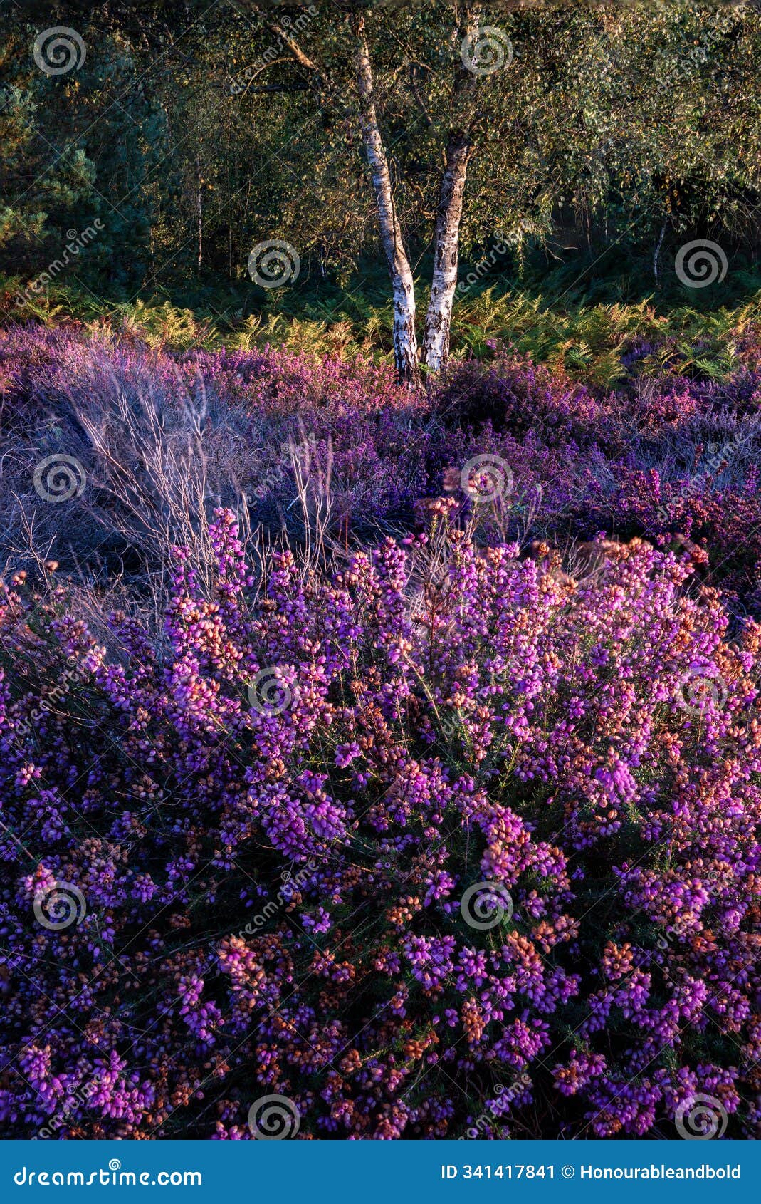Stunning Summer Sunset Landscape Image of Fields of Heather in Full ...