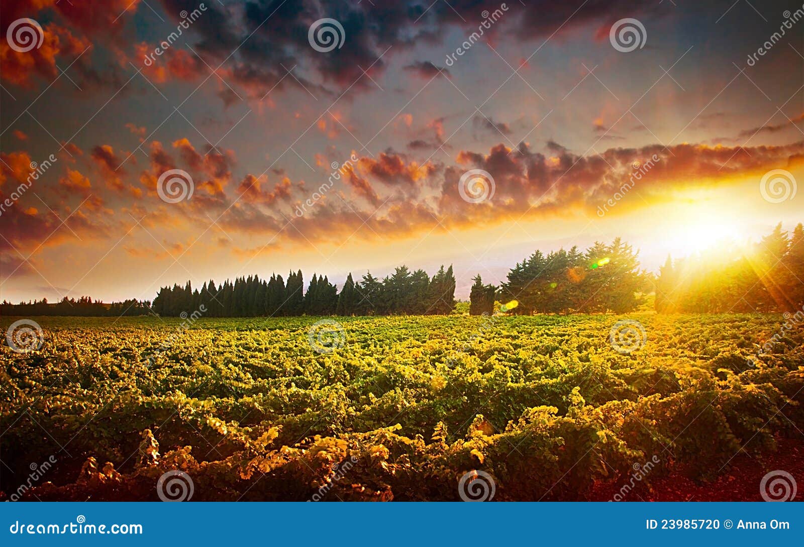 Stunning Sunset Landscape of Grape Field Stock Photo - Image of garden ...