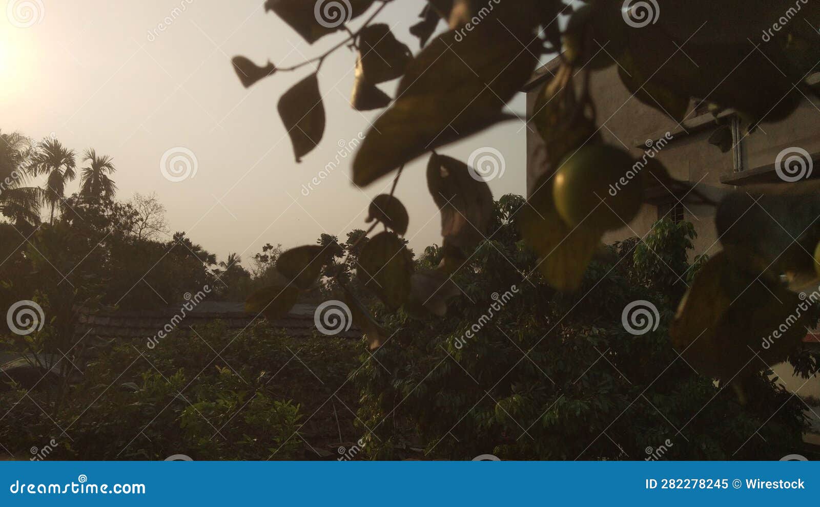Stunning Sunset with Shadows Cast by a Tree, with an Apple on One of ...