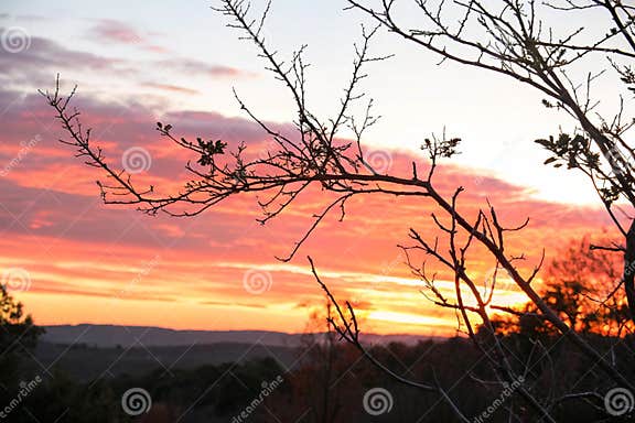 Stunning Sunset through Tree Branches Stock Illustration - Illustration ...