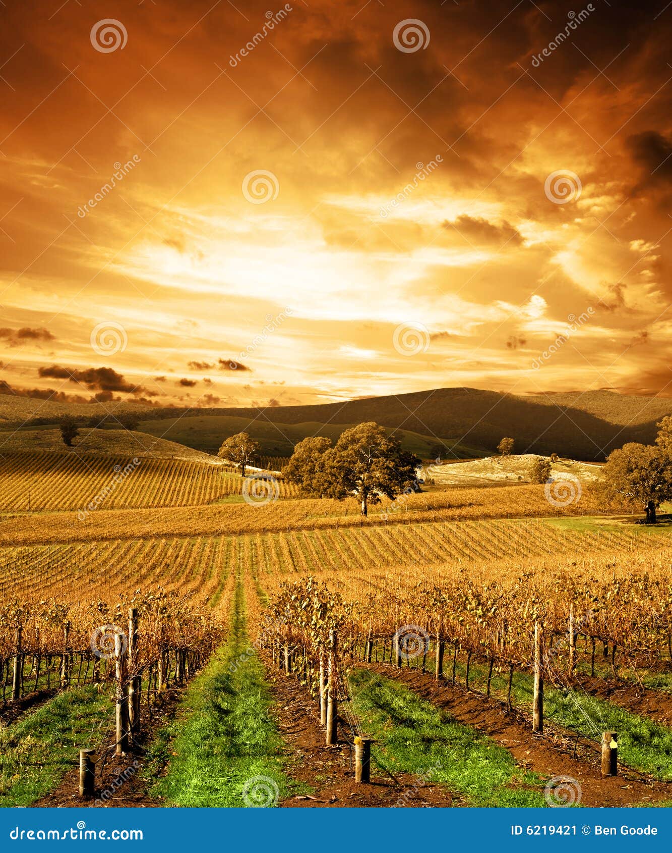 Stunning Sunset Vineyard stock image. Image of earth, cultivated - 6219421