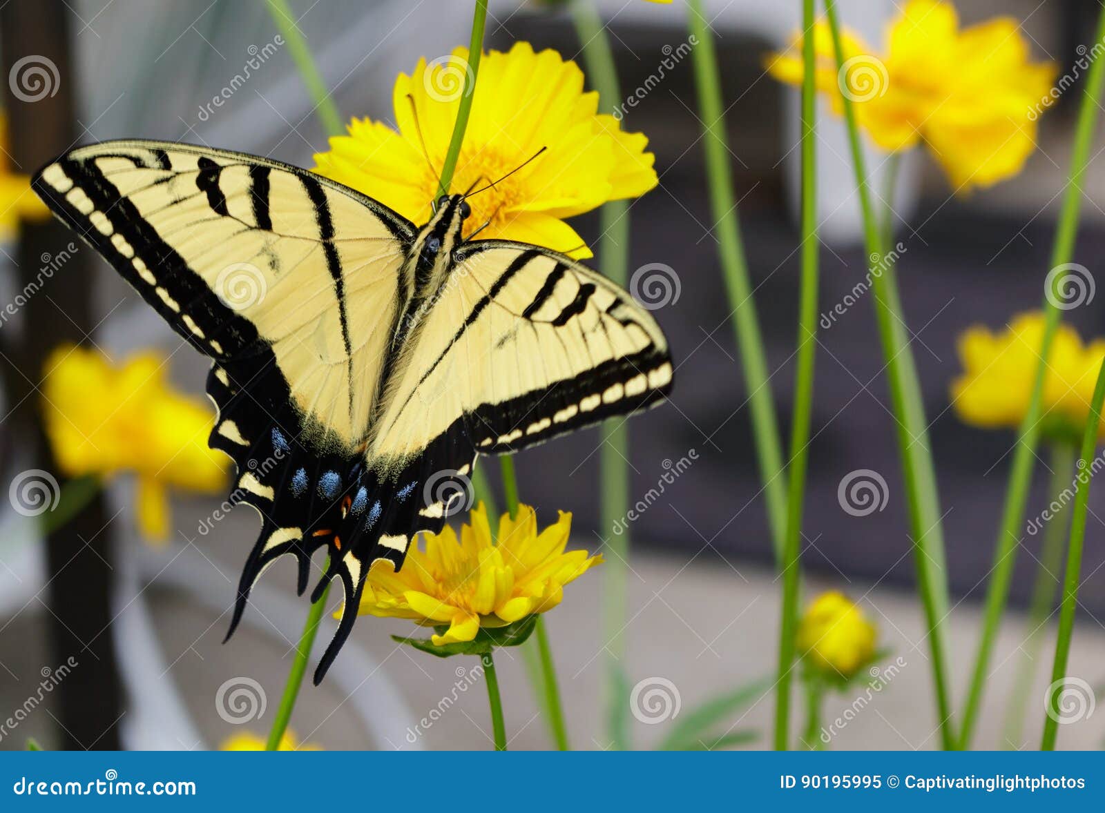 Stunning Swallowtail Butterfly on Coreopsis Flower Stock Image - Image ...