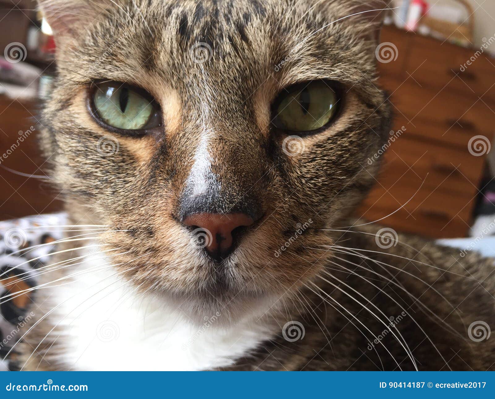 Stunning Tabby Cat stock image. Image of tomcat, pretty - 90414187