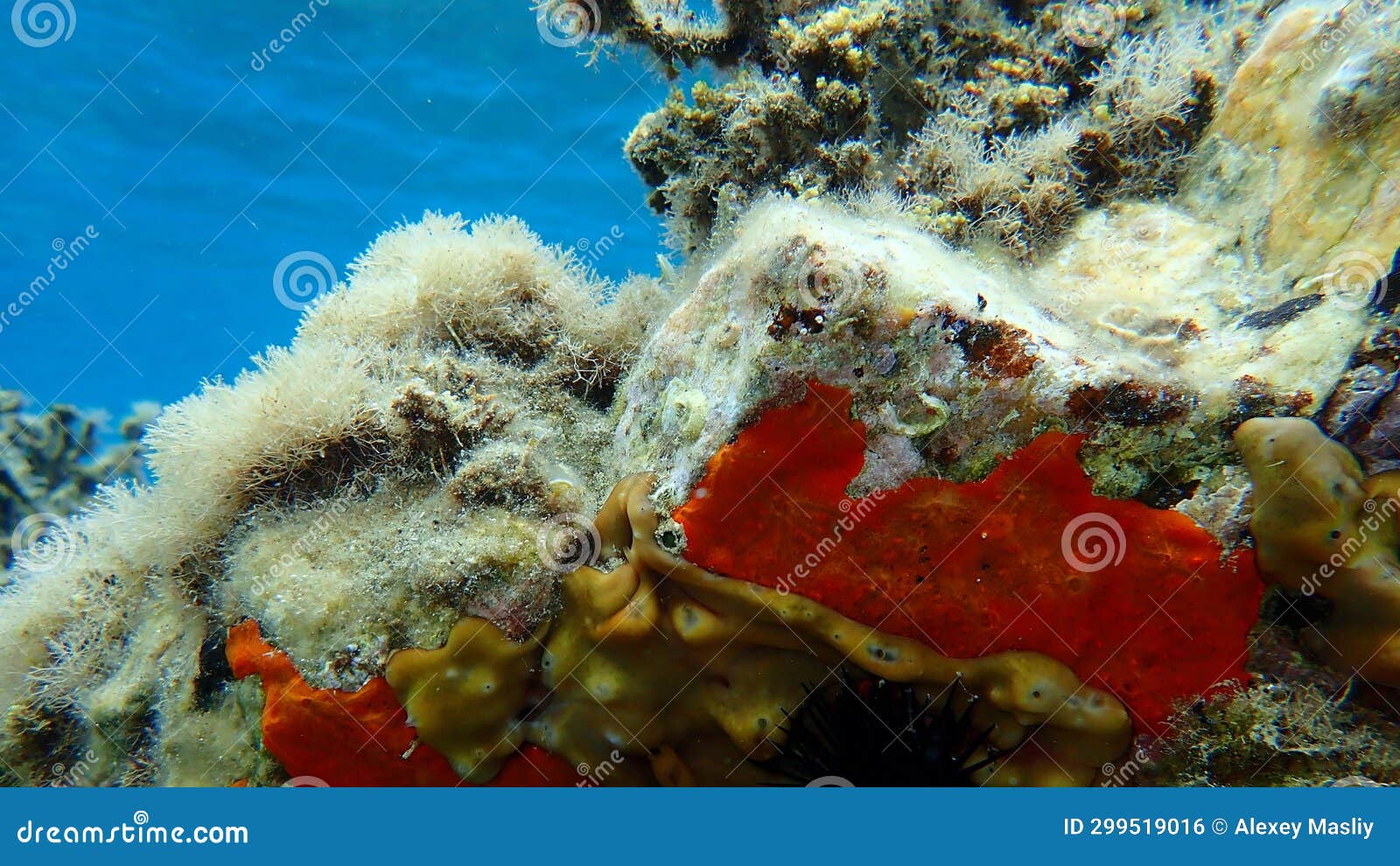 Stunning Underwater Scape View, Aegean Sea, Greece, Halkidiki Stock ...