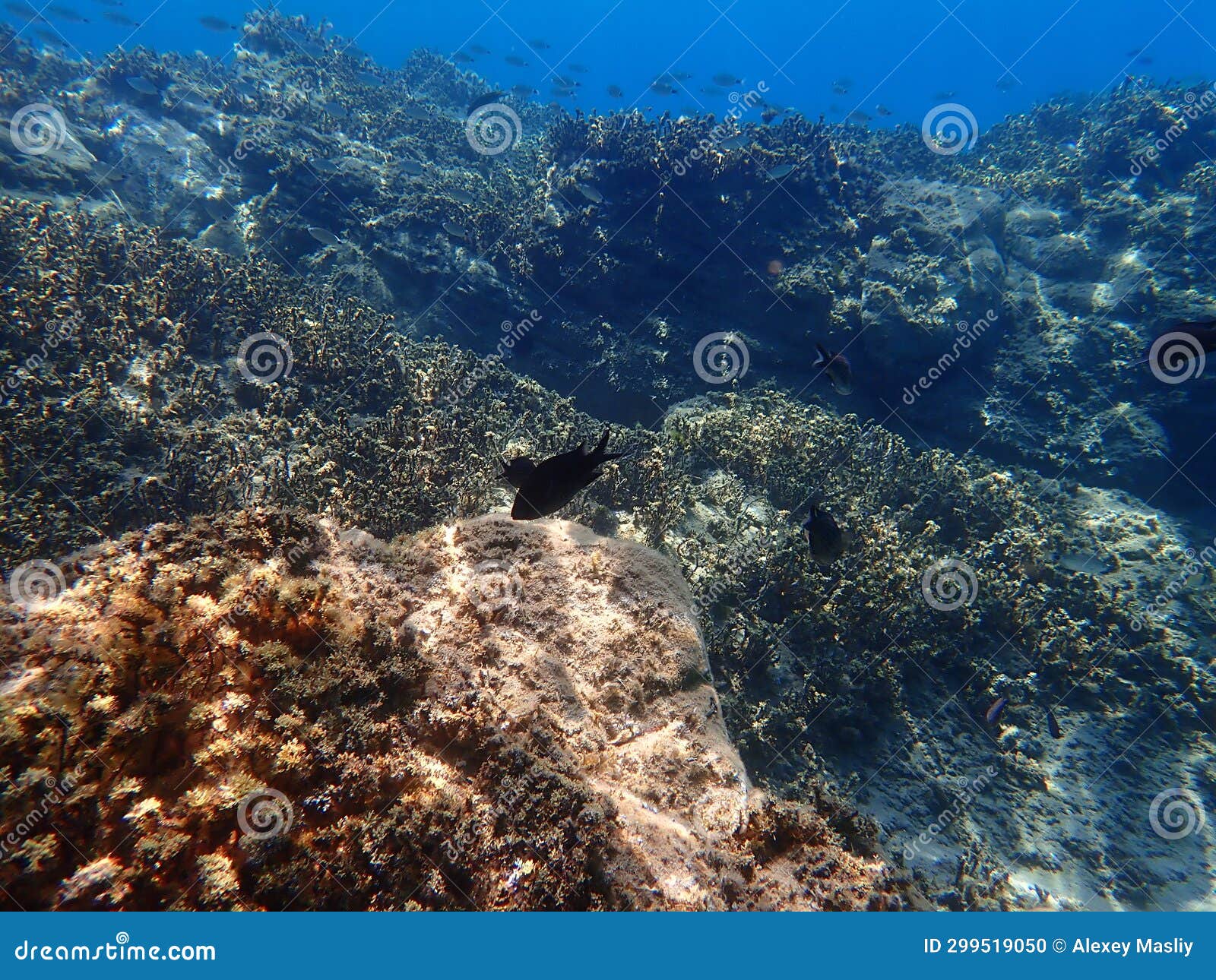 Stunning Underwater Scape View, Aegean Sea, Greece, Halkidiki Stock ...