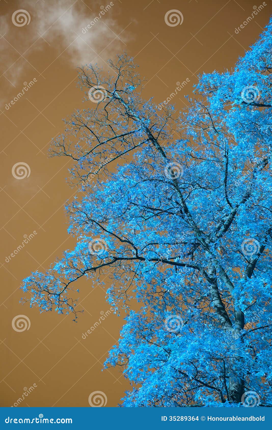 Stunning Unusual False Color Tree and Sky Landscape Stock Photo - Image ...
