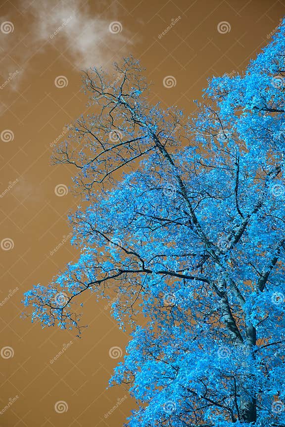 Stunning Unusual False Color Tree and Sky Landscape Stock Photo - Image ...