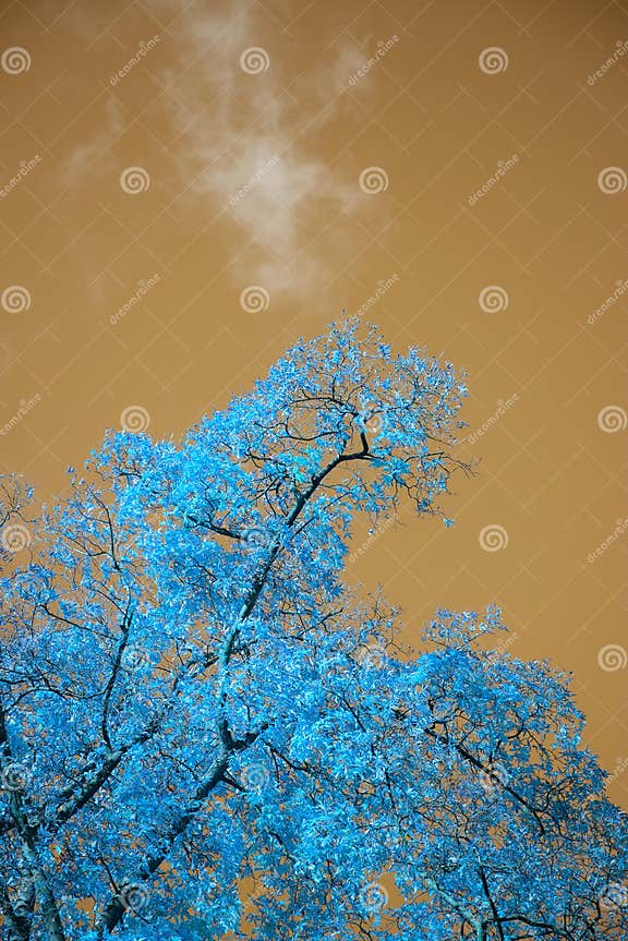 Stunning Unusual False Color Tree and Sky Landscape Stock Photo - Image ...