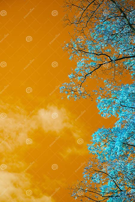 Stunning Unusual False Color Tree and Sky Landscape Stock Image - Image ...