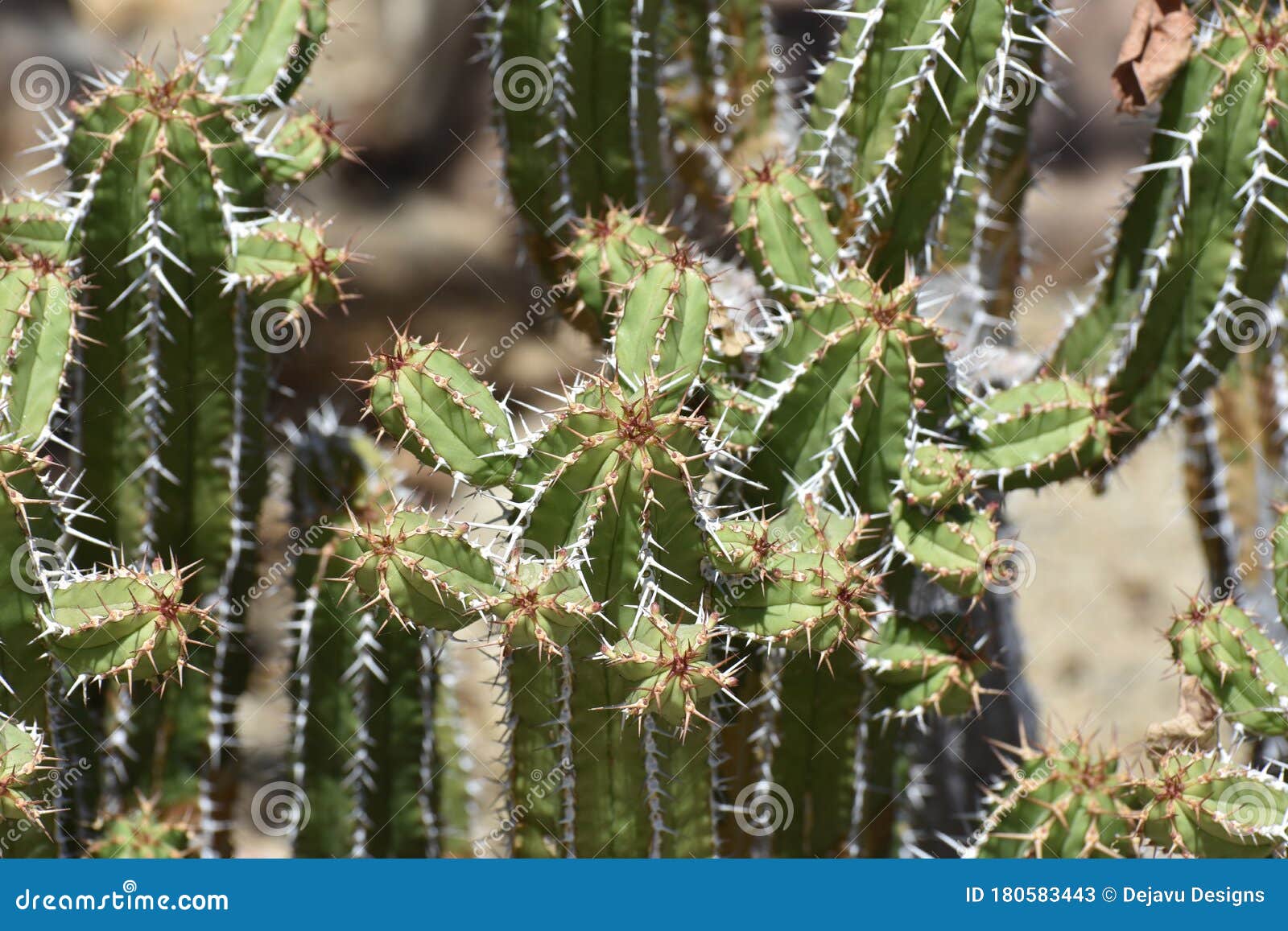 Stunning Up Close Look at the Spines of a Cactus Stock Image - Image of ...