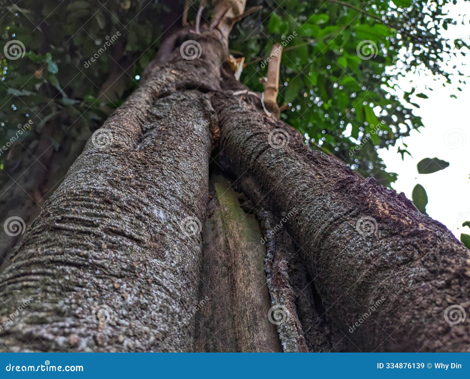 A Stunning View from Beneath a Large Tree Trunk with Its Rough Bark ...