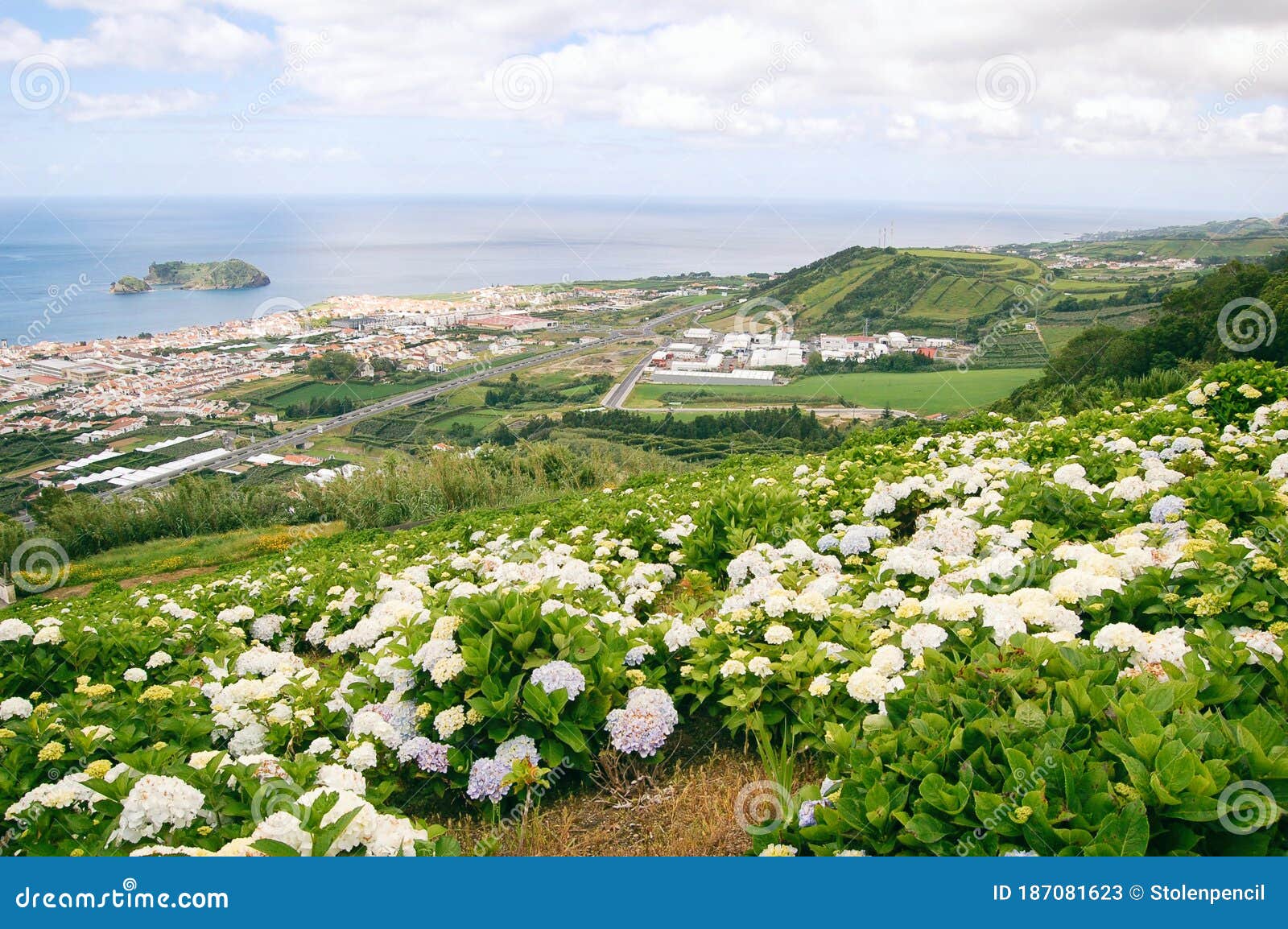 Stunning View at the City with Hydrangeas Blossoms on a Hill, Azores ...