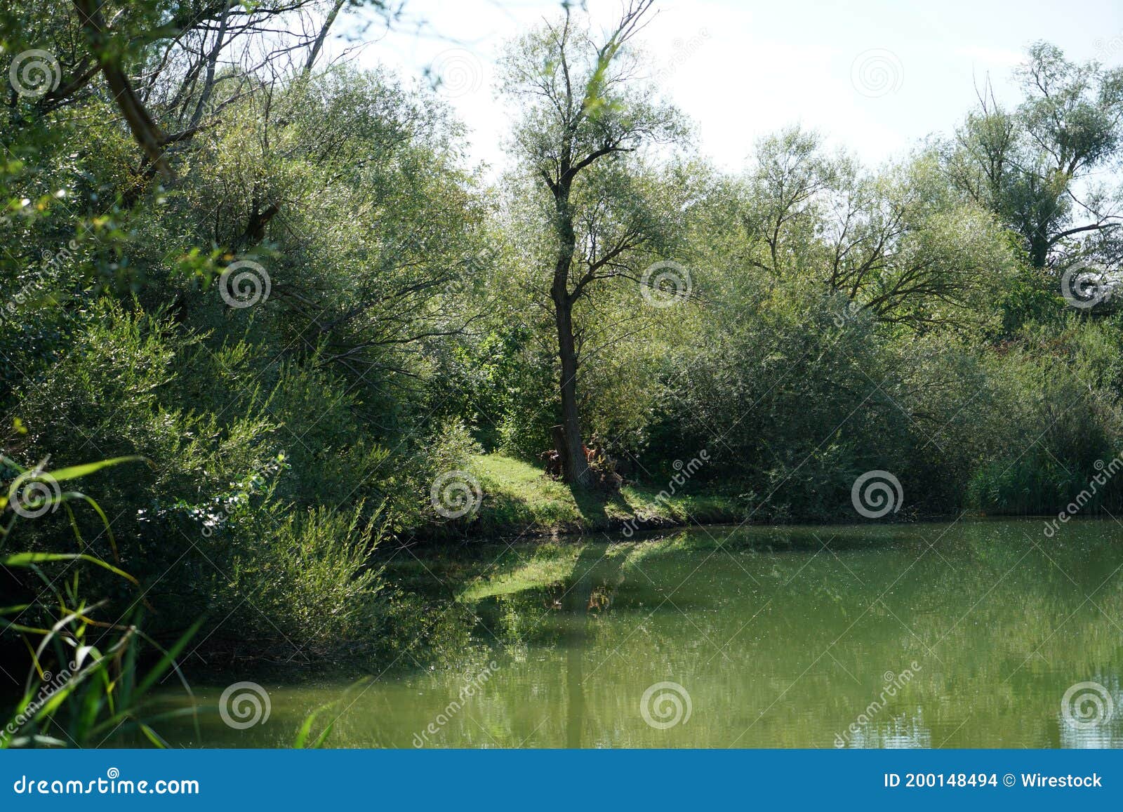 Stunning View of Lake Water with Tree Reflections Stock Photo - Image ...