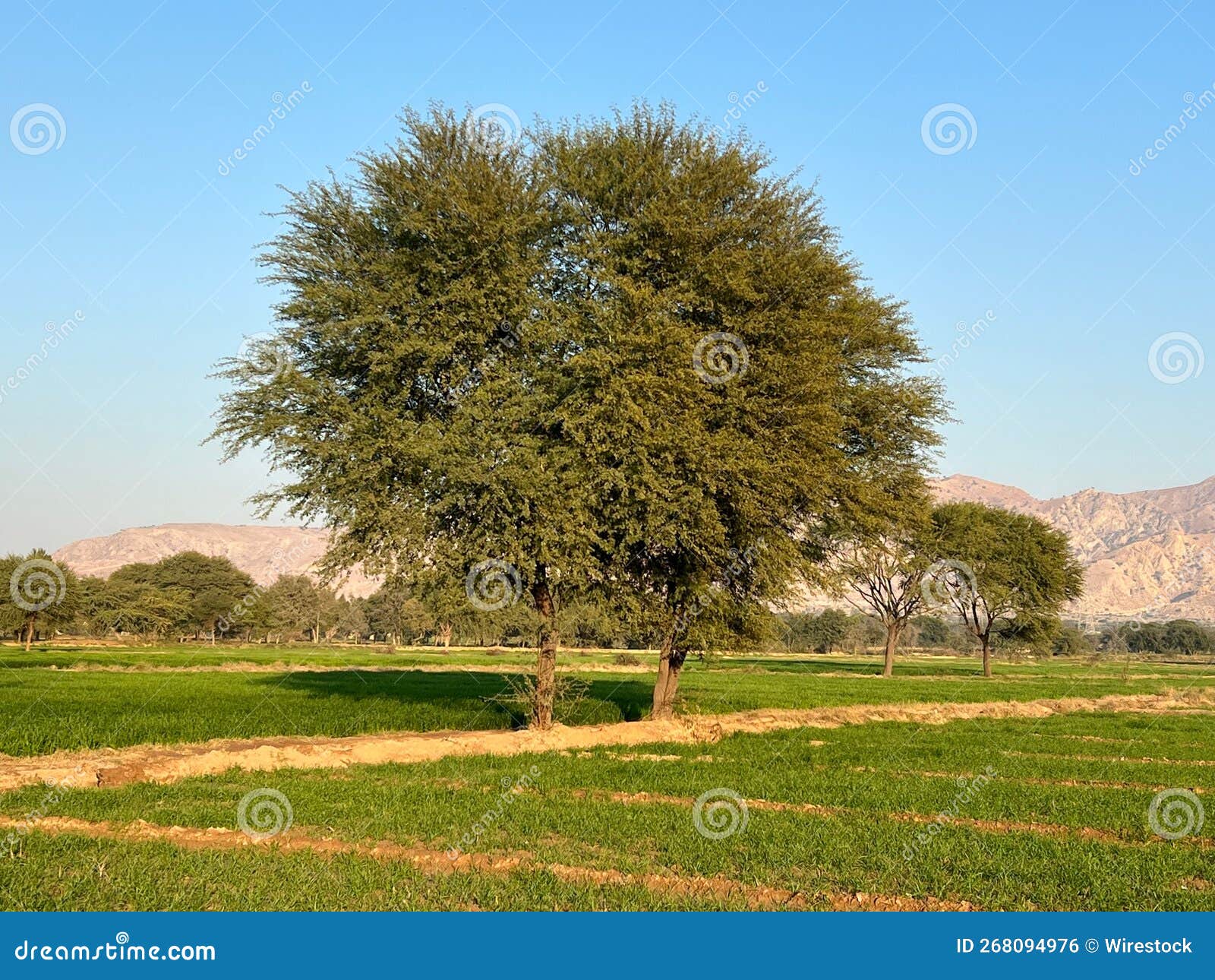Stunning View of a Mianwali Thathi Kacha Landscape Stock Photo - Image ...