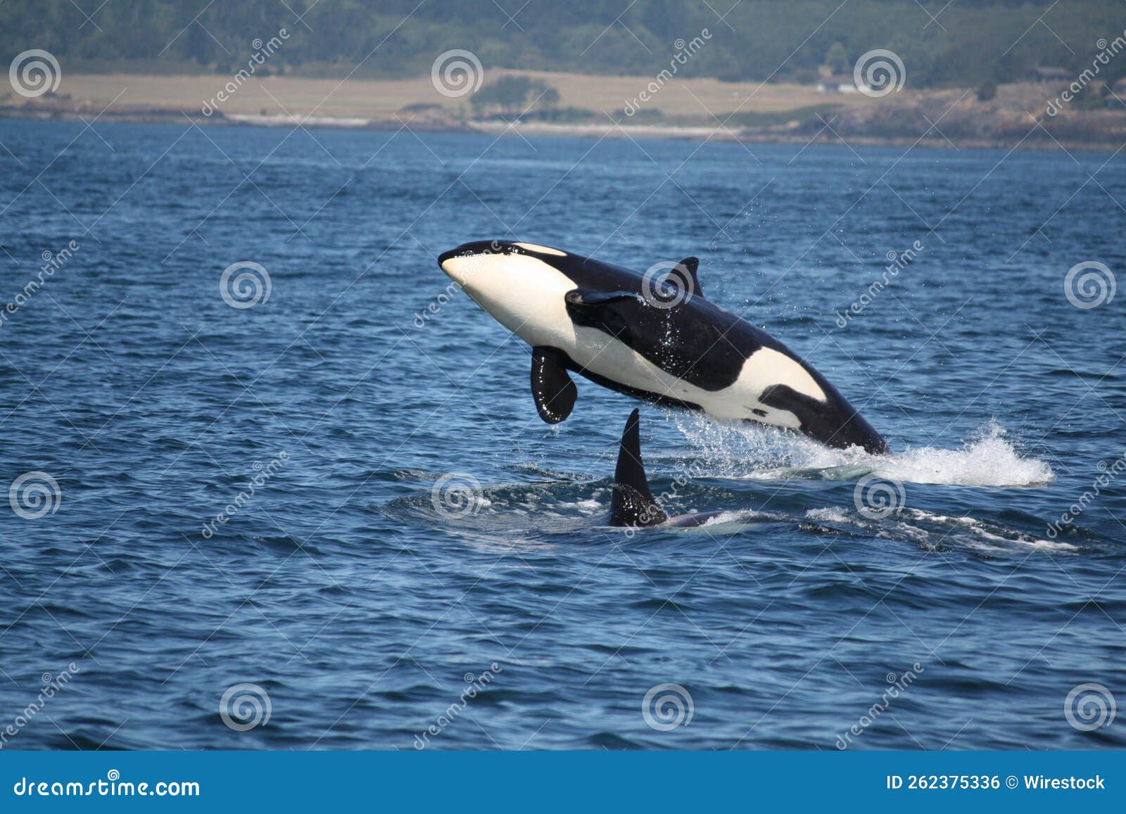 Stunning View of Orcinus Orca Flying Over a Shark Stock Photo - Image ...