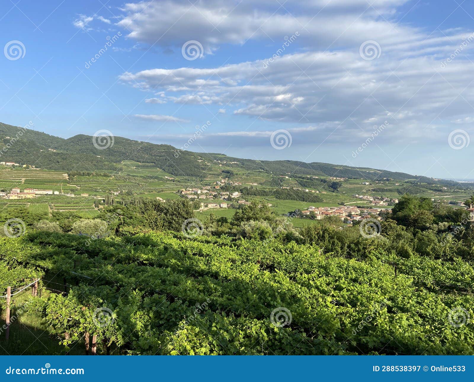 Stunning View Over the Grapes on the Countryside of Verona Stock Image ...