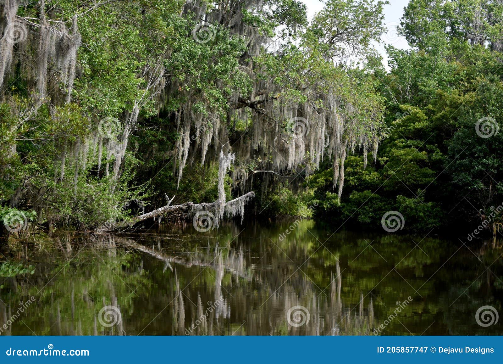 Stunning Views of the New Orleans Bayou with Reflections Stock Image ...