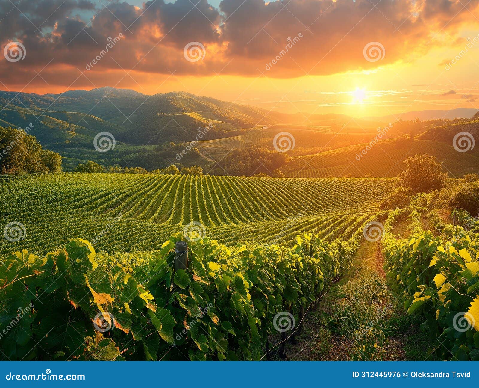 Stunning Vineyard Landscapes, Sunset Sky Stock Photo - Image of season ...