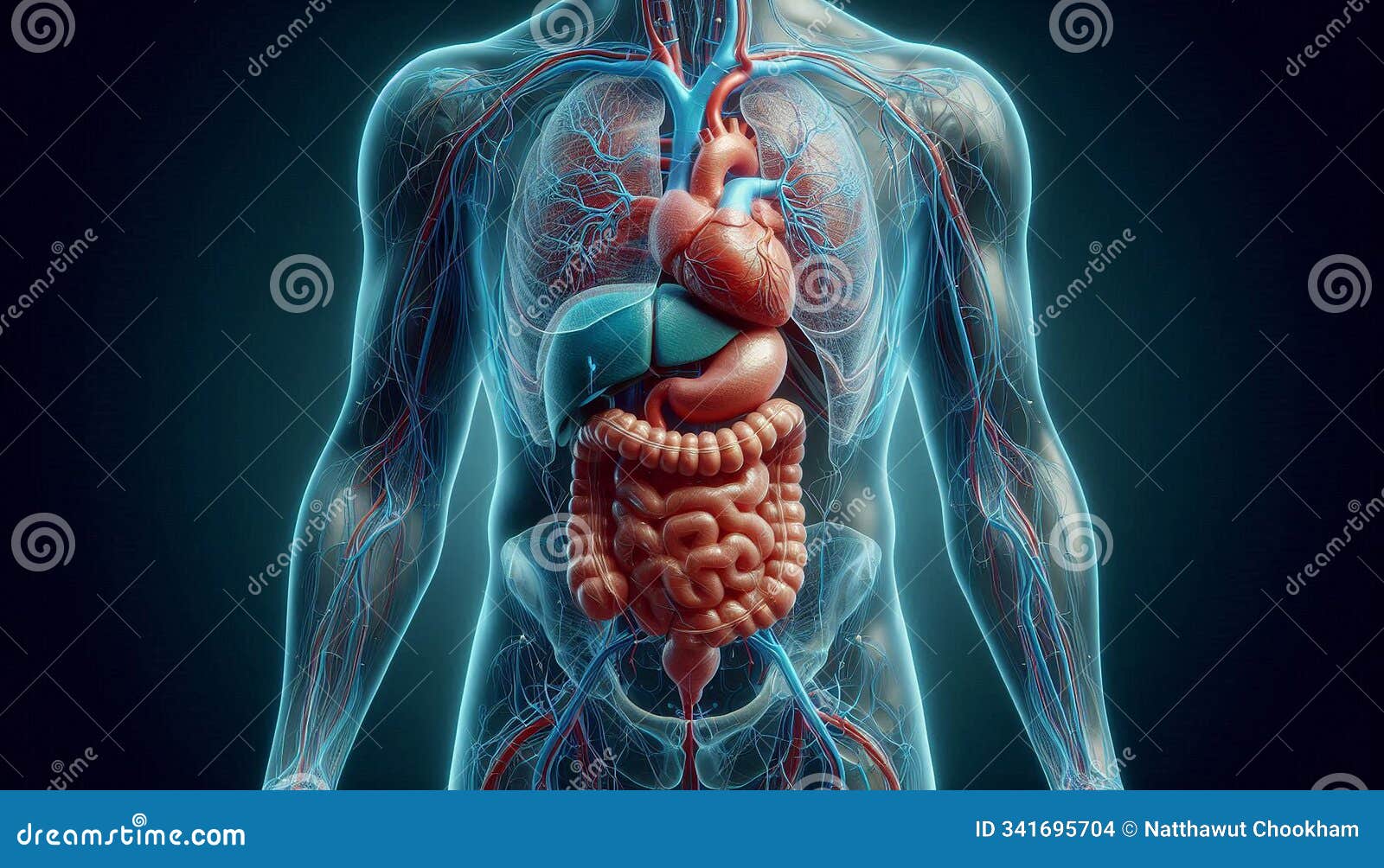 Visual Representation of Human Anatomy with Vascular System Stock ...