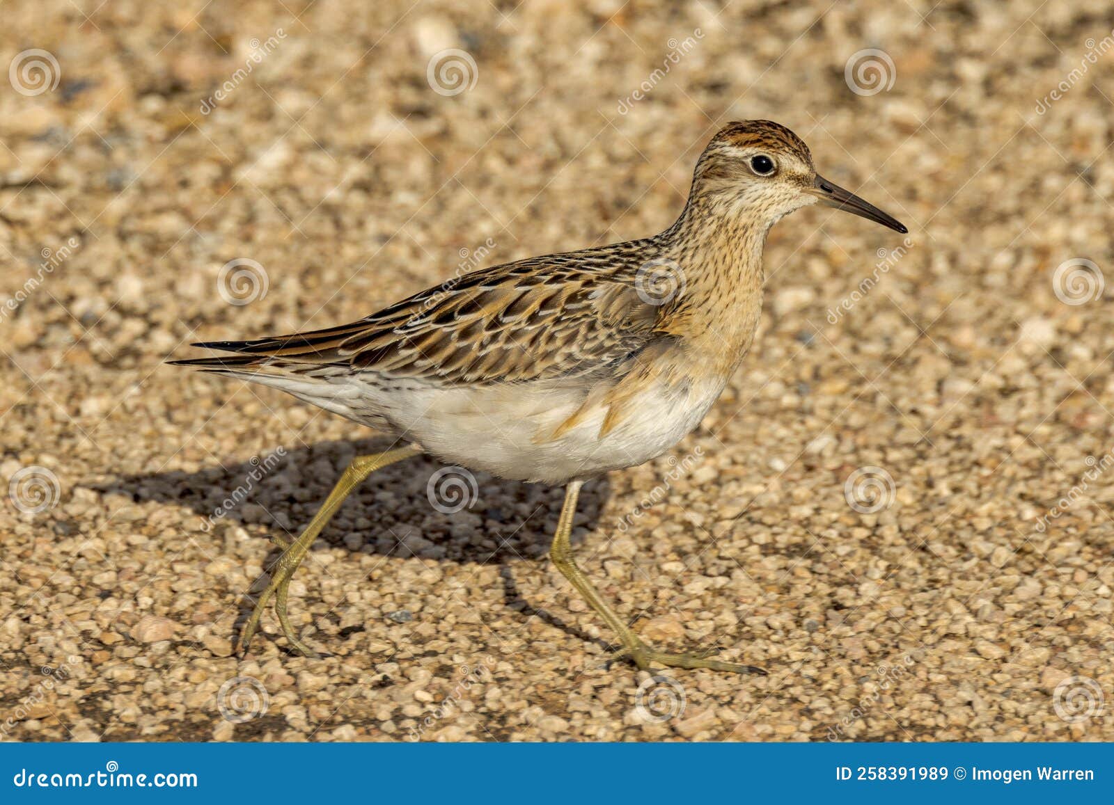 Sharp-tailed Sandpiper in South Australia Stock Image - Image of ...