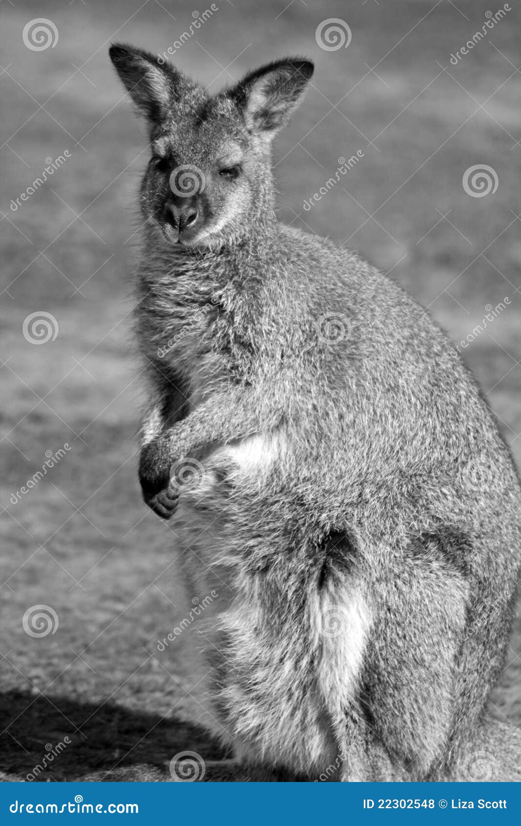 Stunning wallaby stock photo. Image of australian, grass - 22302548