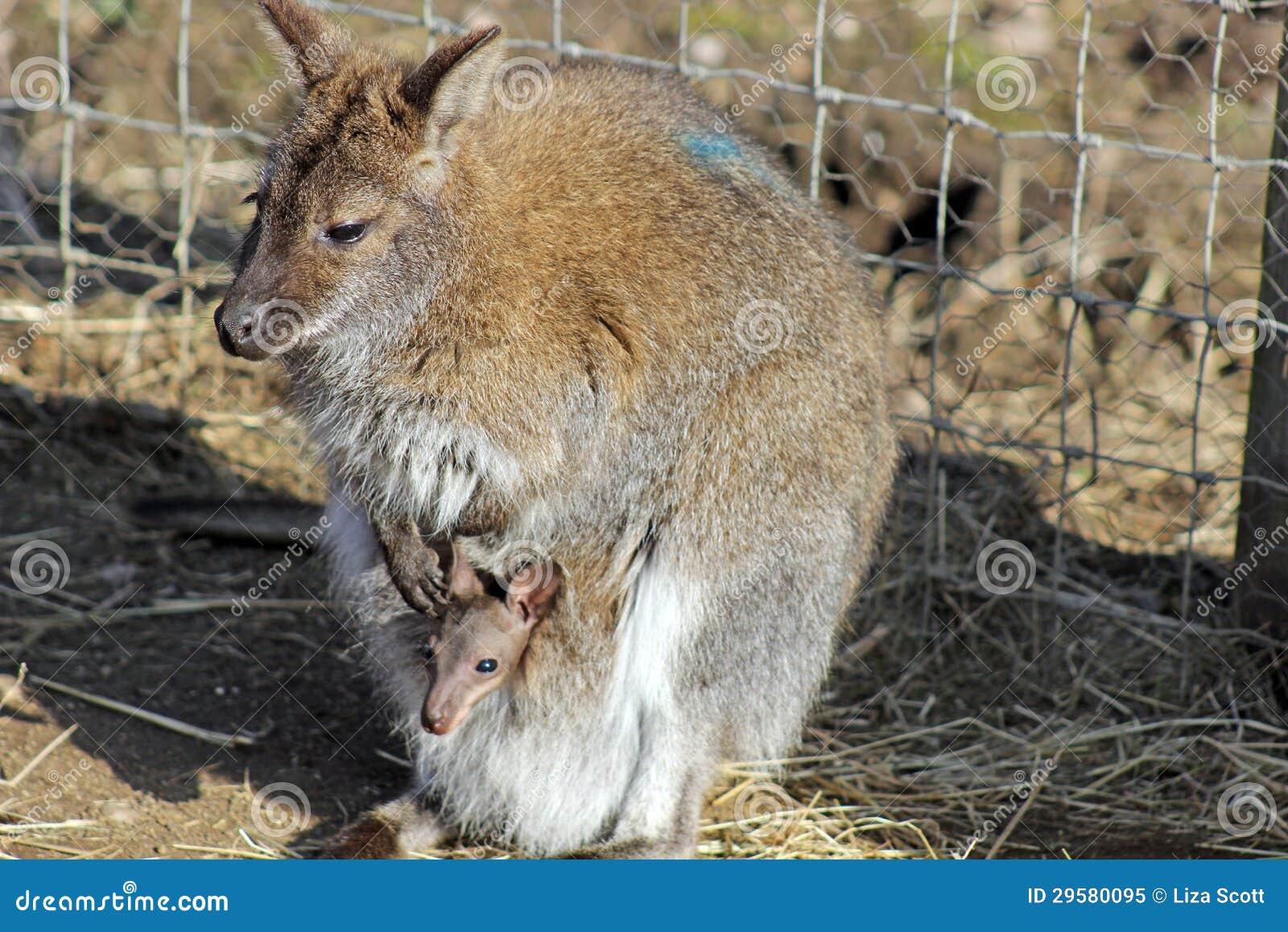 Stunning wallaby stock image. Image of closeup, alertness - 29580095