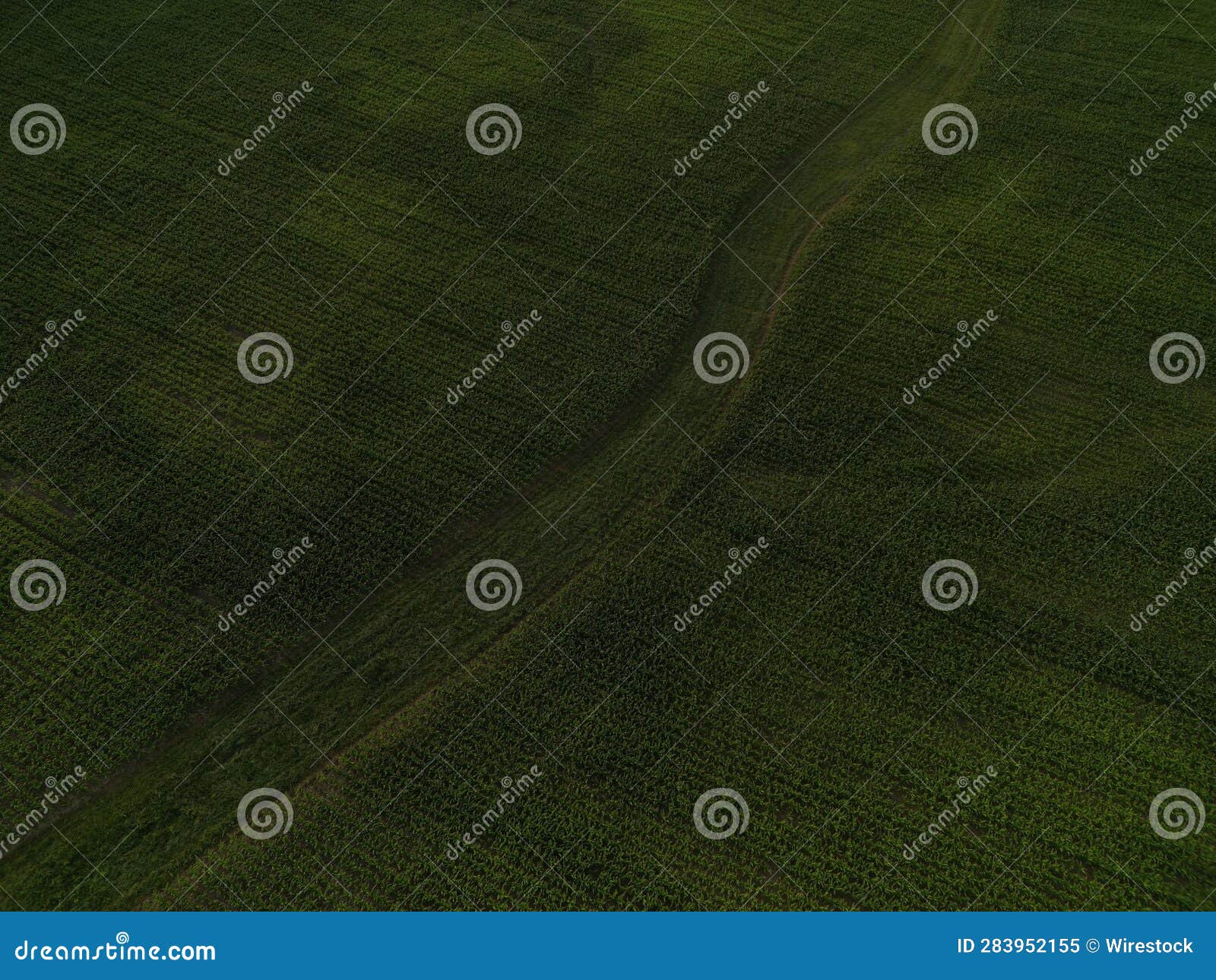 Beautiful Water Run through Corn Field Stock Image - Image of outdoor ...