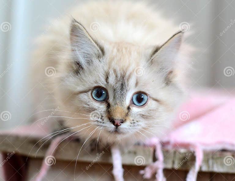 Stunning white cat stock photo. Image of mouse, kitty - 42888696