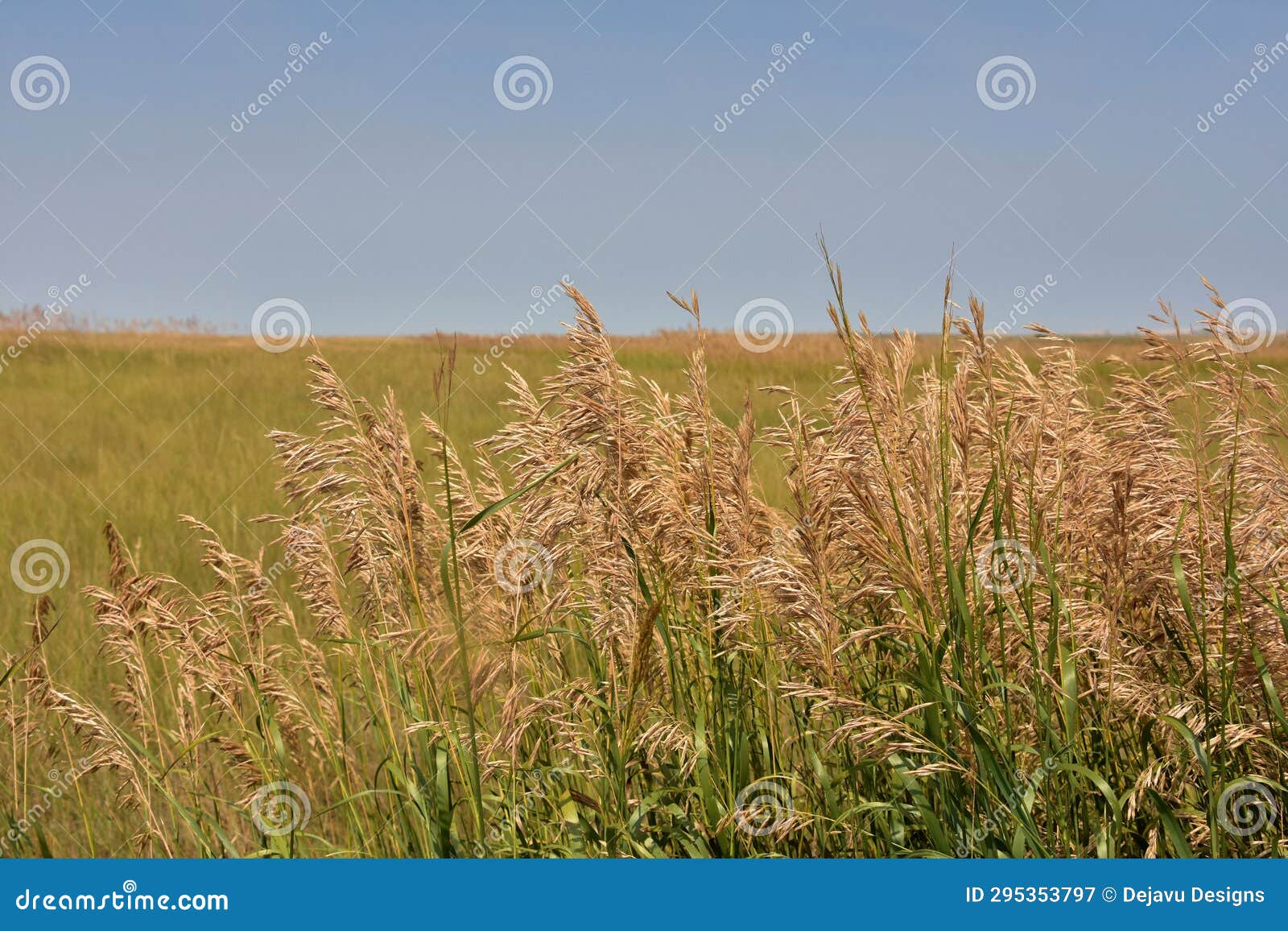 Stunning Wild Field with Grasses and Wheat Growing Stock Image - Image ...