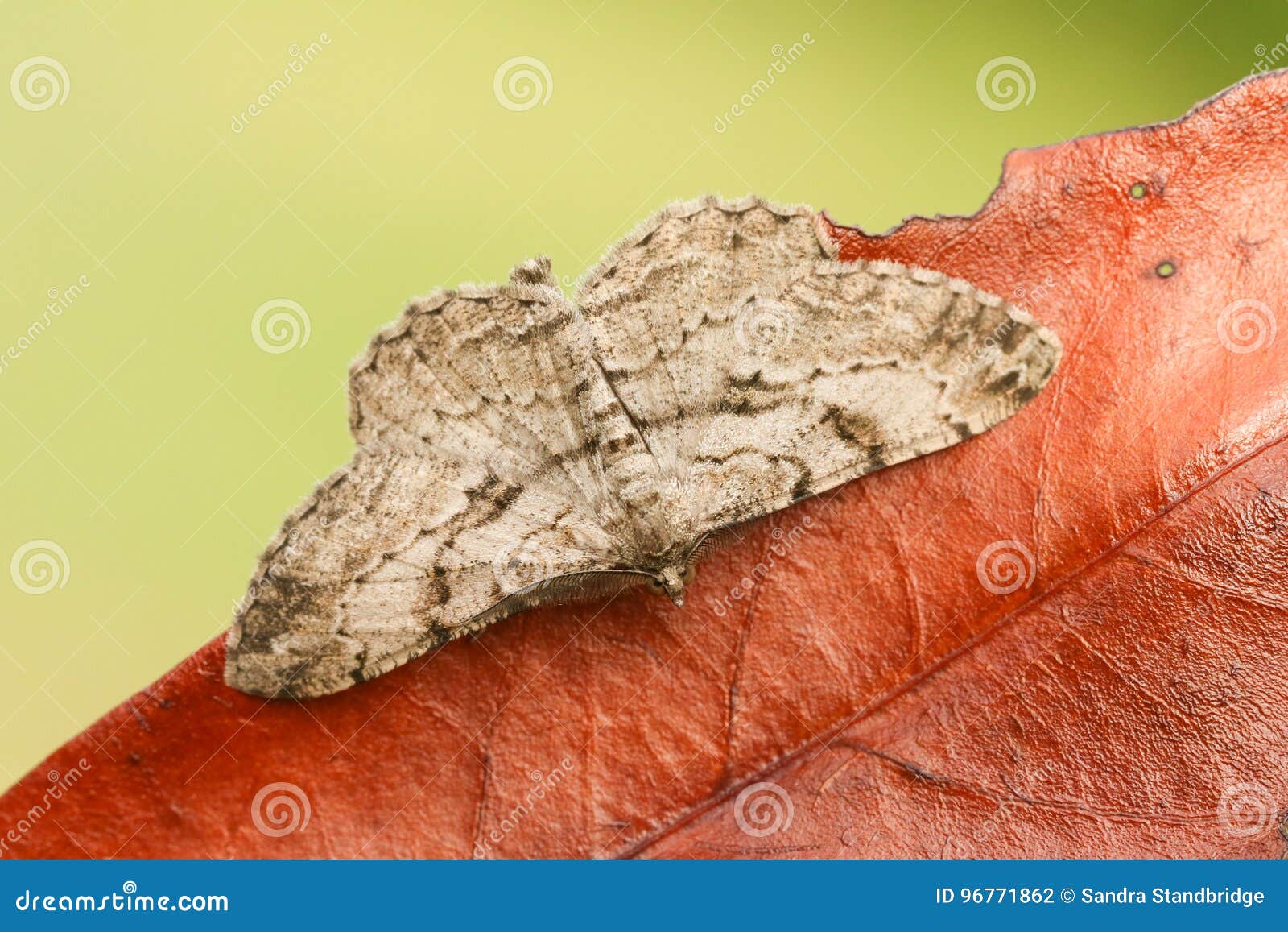 A Stunning Willow Beauty Moth Peribatodes Rhomboidaria Perched on a ...