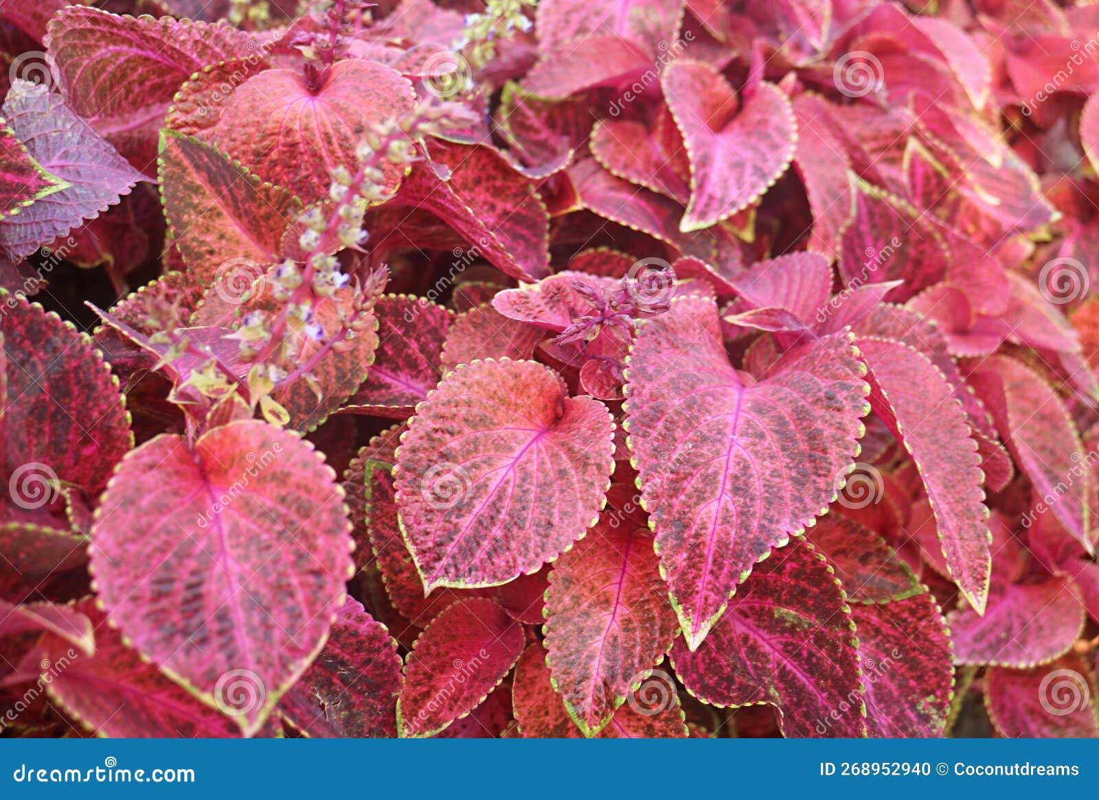 Wizard Velvet Red Coleus Plants Growing at the Backyard Stock Photo ...