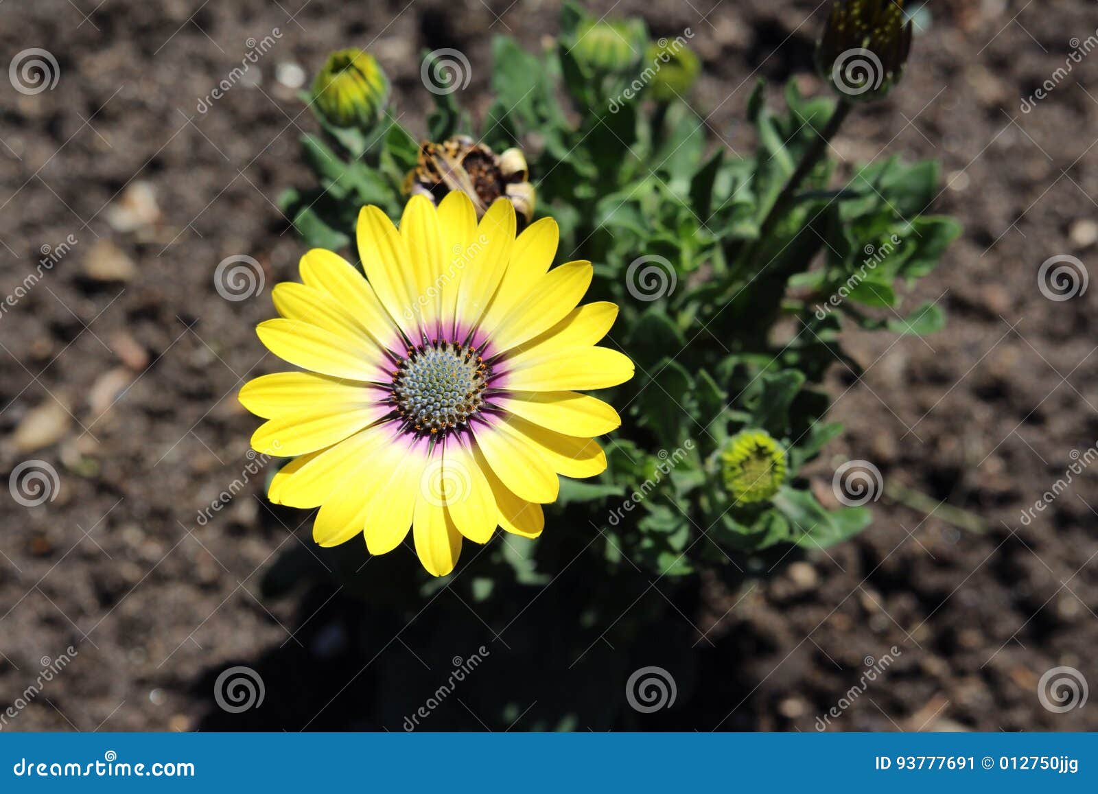 Stunning Yellow African Daisy Stock Image - Image of daisy, yellow ...