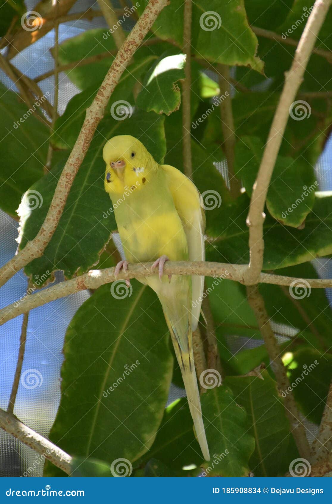 Stunning Yellow Common Parakeet Standing on a Branch Stock Photo ...