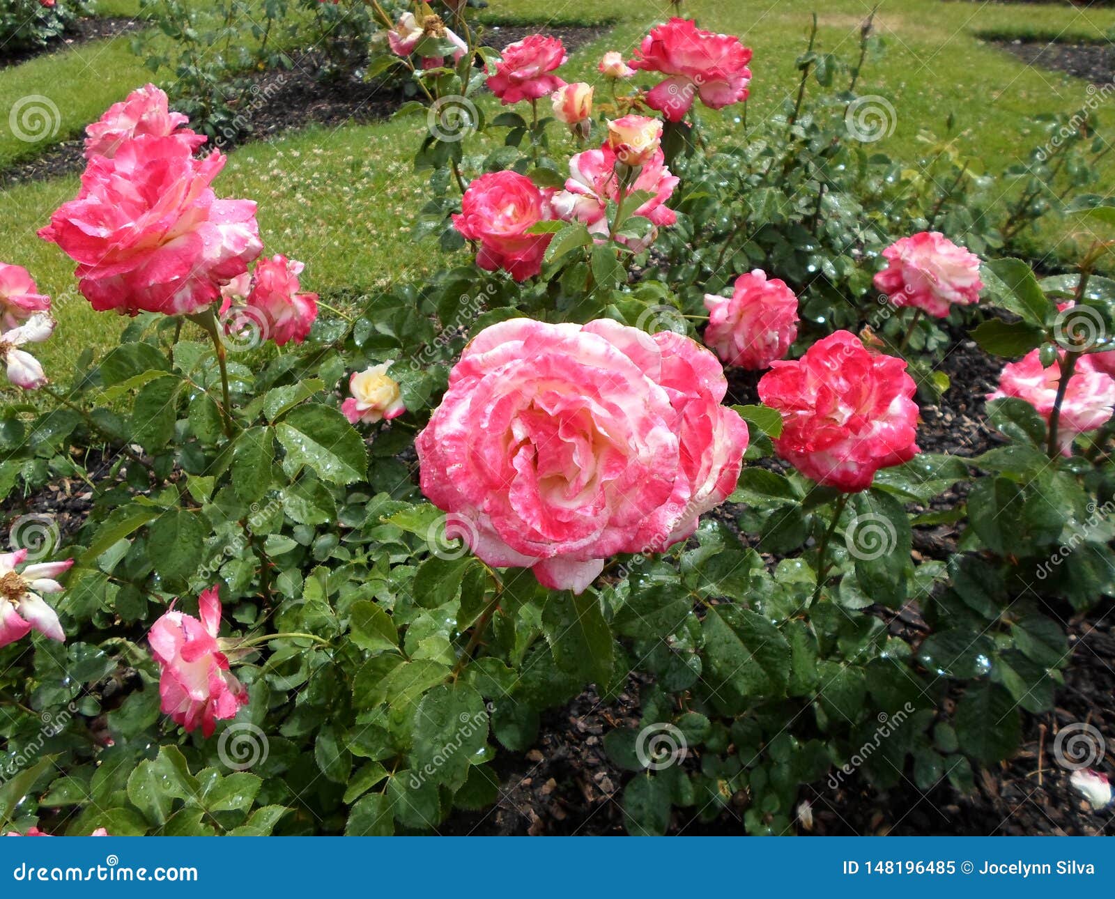 Stunningly Beautiful Pink Roses Stock Image - Image of beautiful, roses ...
