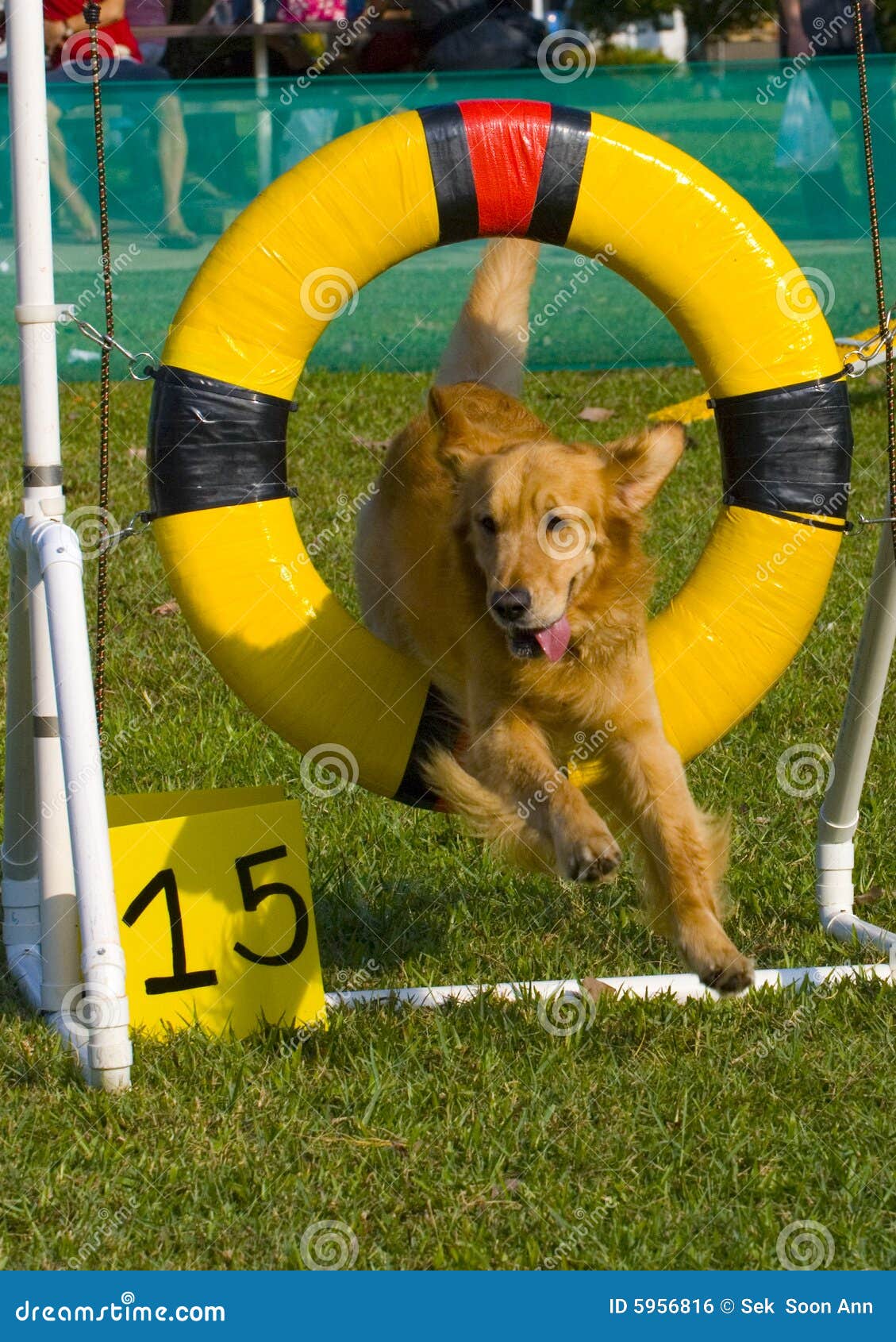 Stunt Dog stock photo. Image of speed, jump, leap, fitness - 5956816