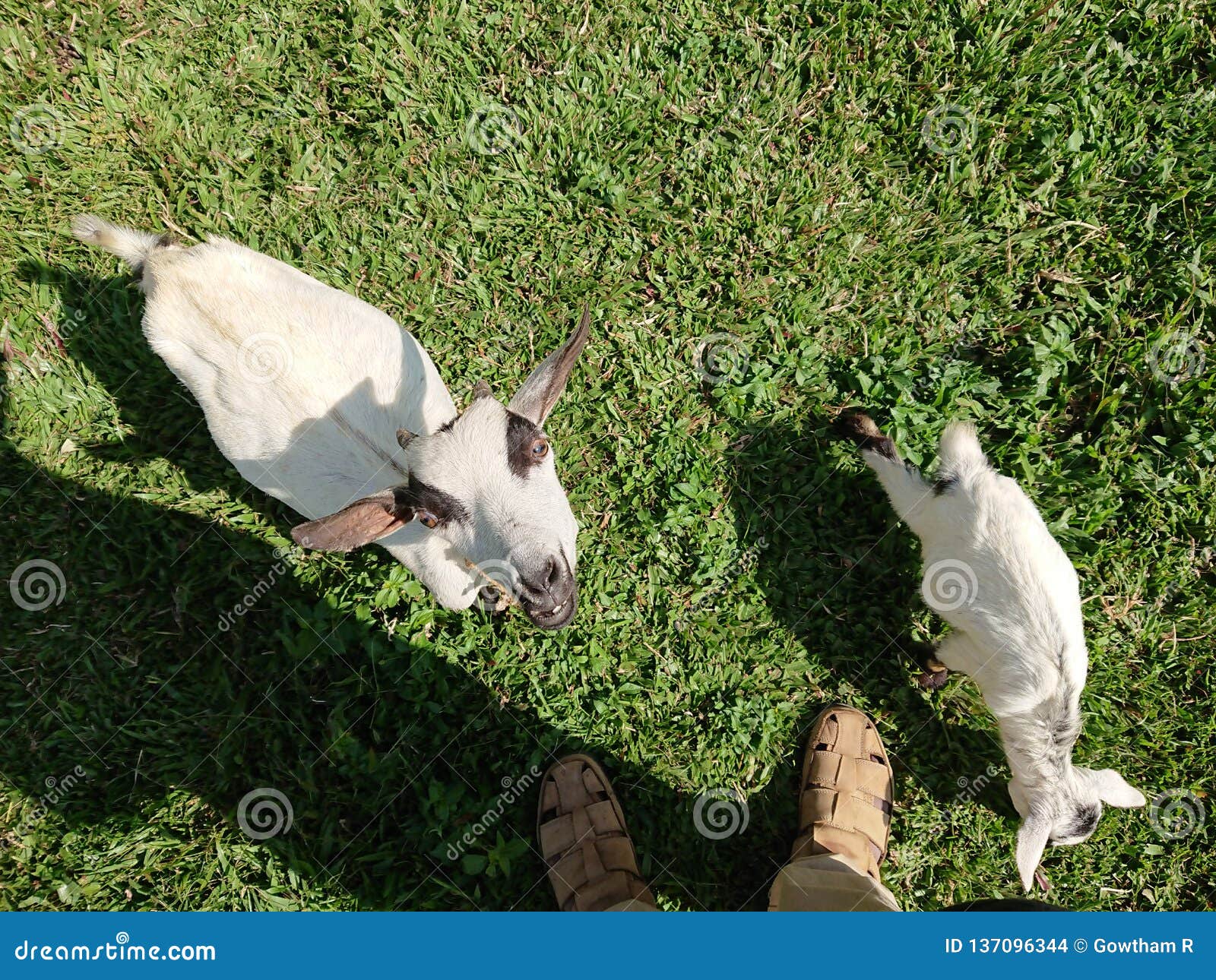 Stunted goats stock photo. Image of slider, goats, rare - 137096344