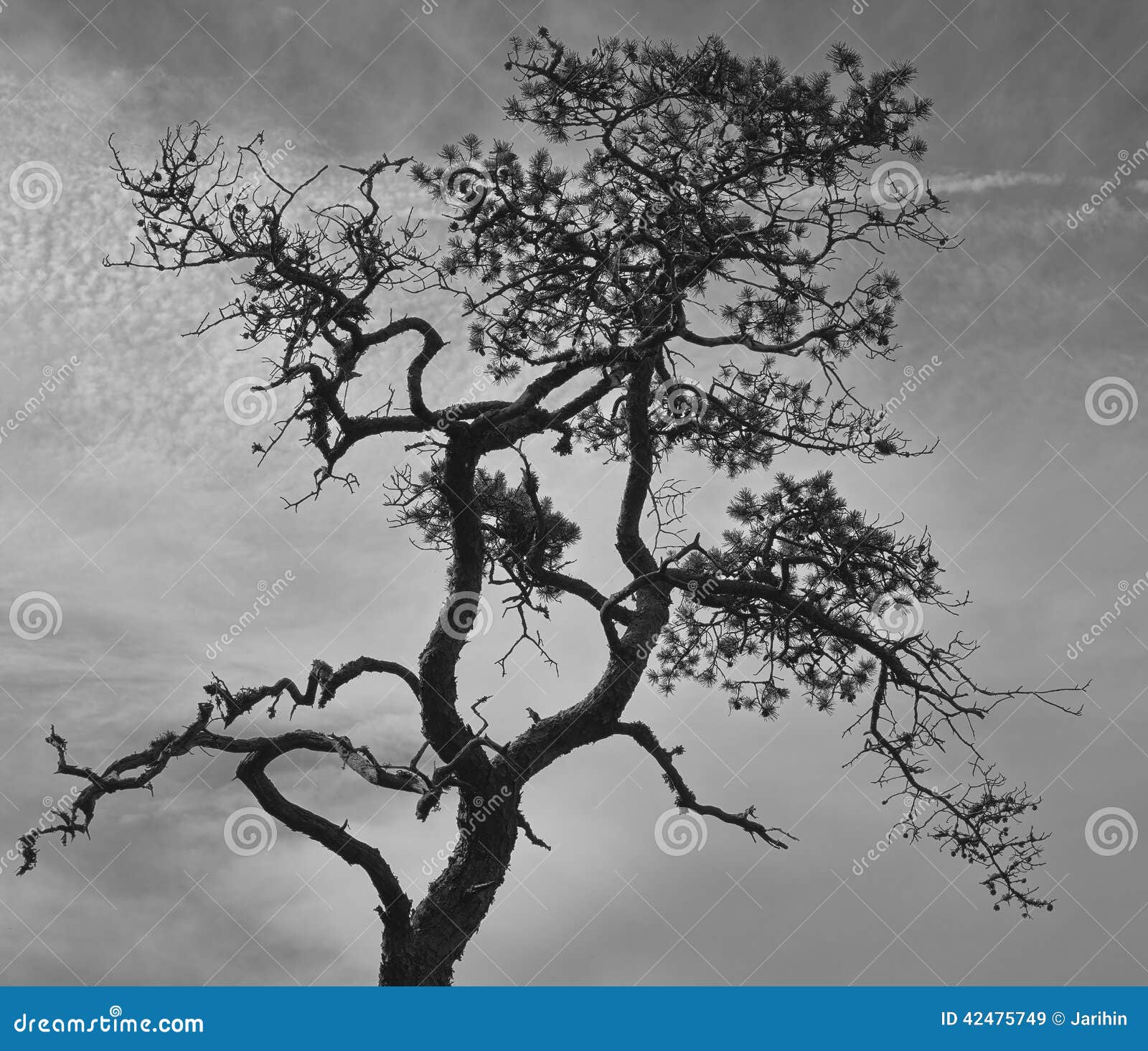 Stunted pine stock image. Image of twigs, clouds, forestry - 42475749