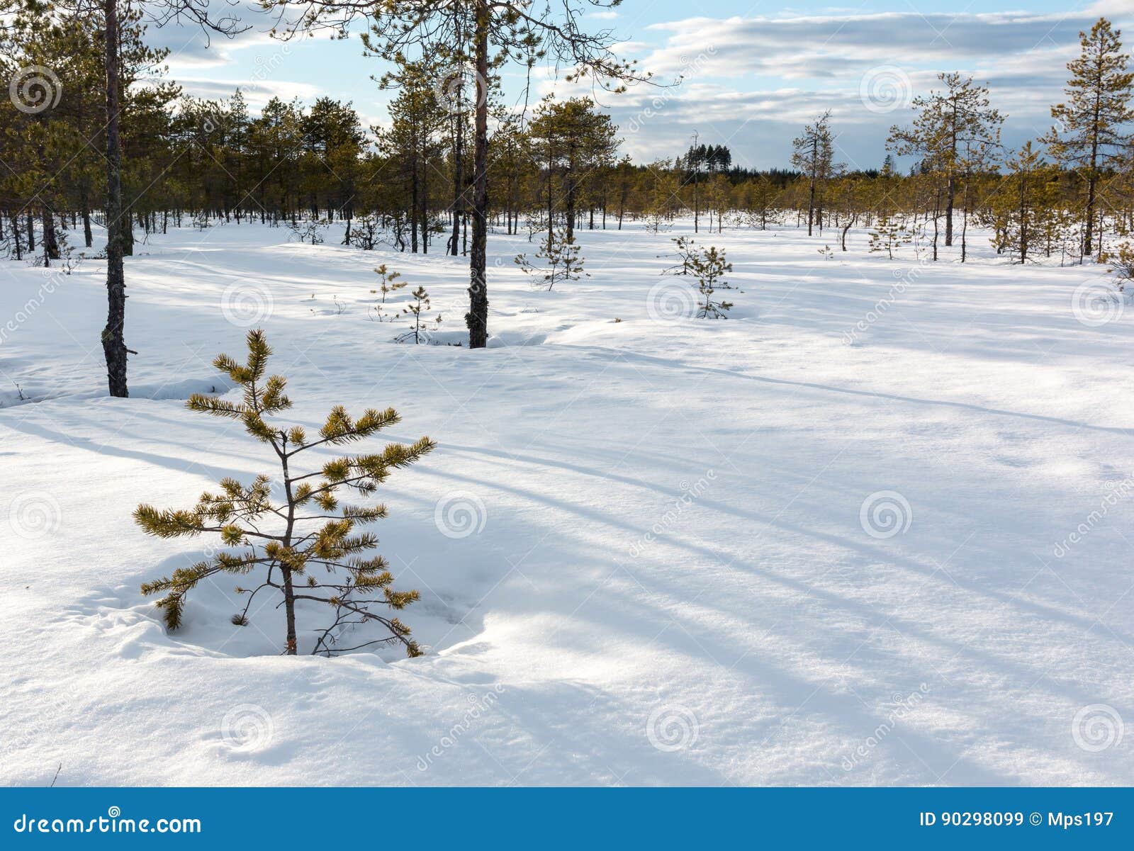 488 Stunted Forest Stock Photos - Free & Royalty-Free Stock Photos from ...