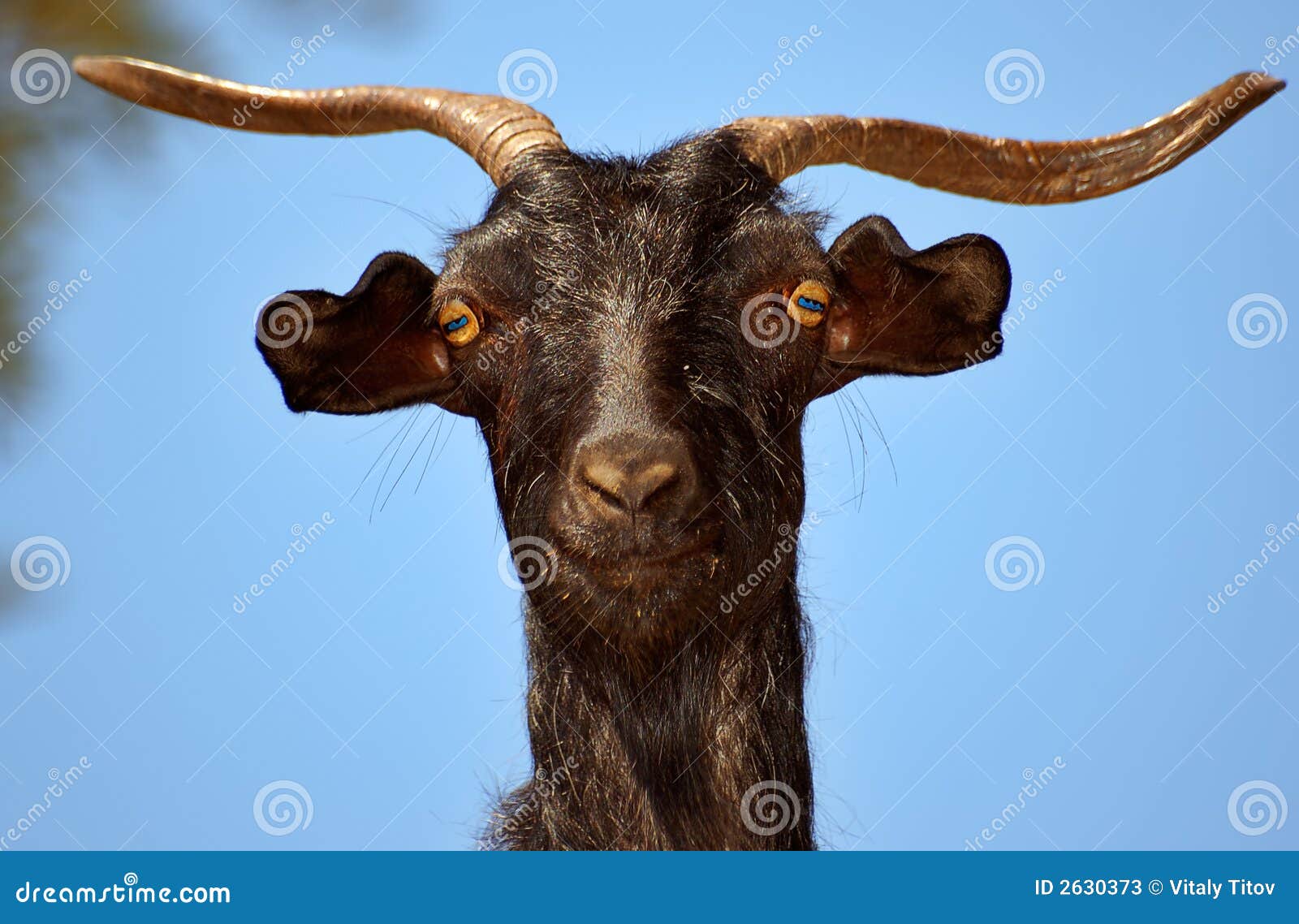 Stupid Mountain Goat stock image. Image of wild, eyes - 2630373