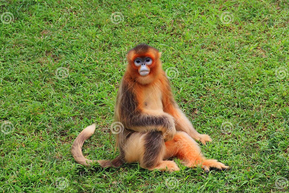 Stupsnasiger Affe (goldener Affe) Stockfoto - Bild von porzellan ...