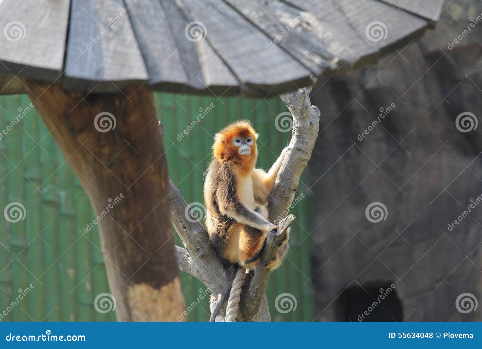 Stupsnasiger Affe (goldener Affe) Stockfoto - Bild von gerochen, gefahr ...