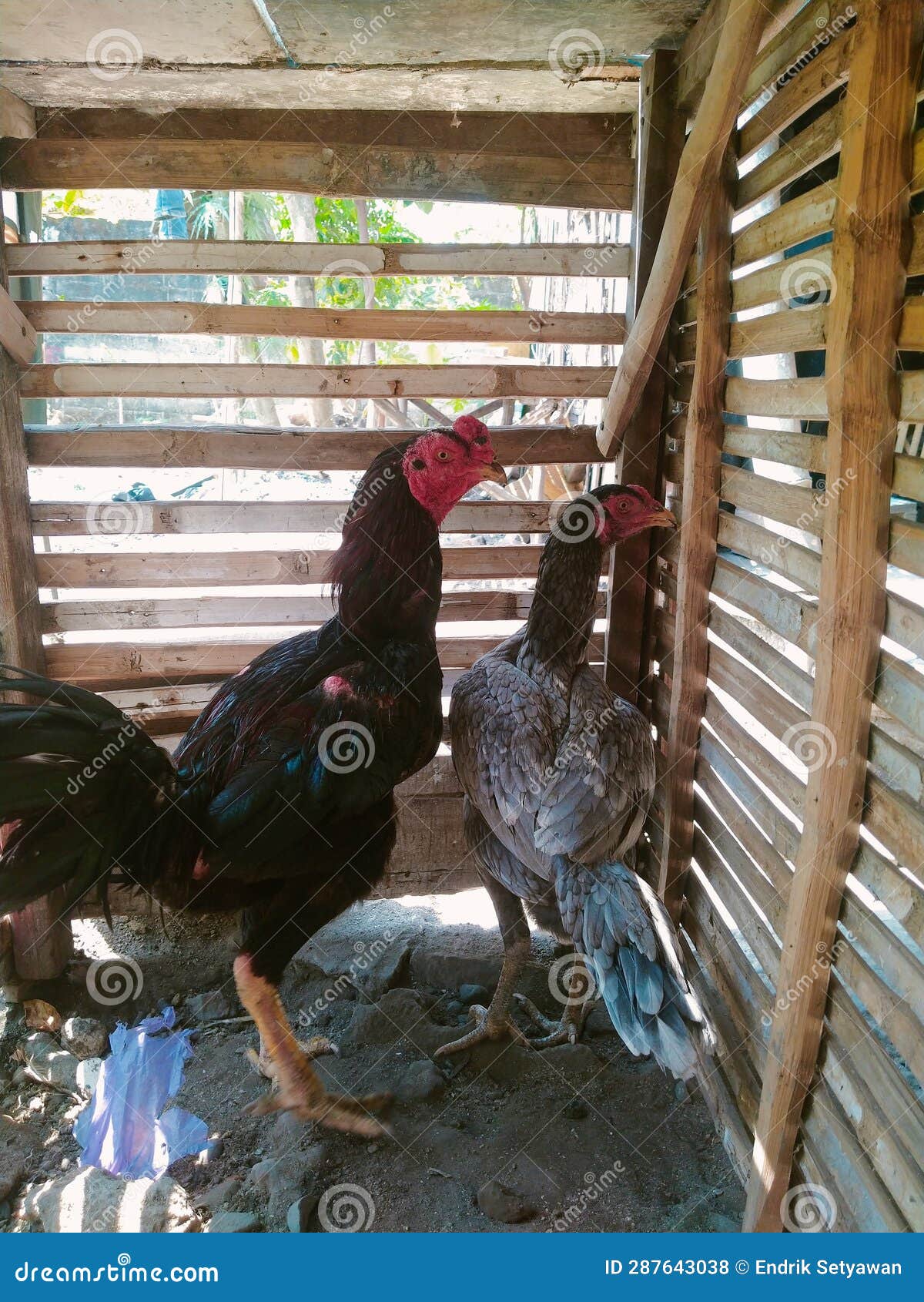 Chicken And Brood-hen Stock Photo | CartoonDealer.com #94290348