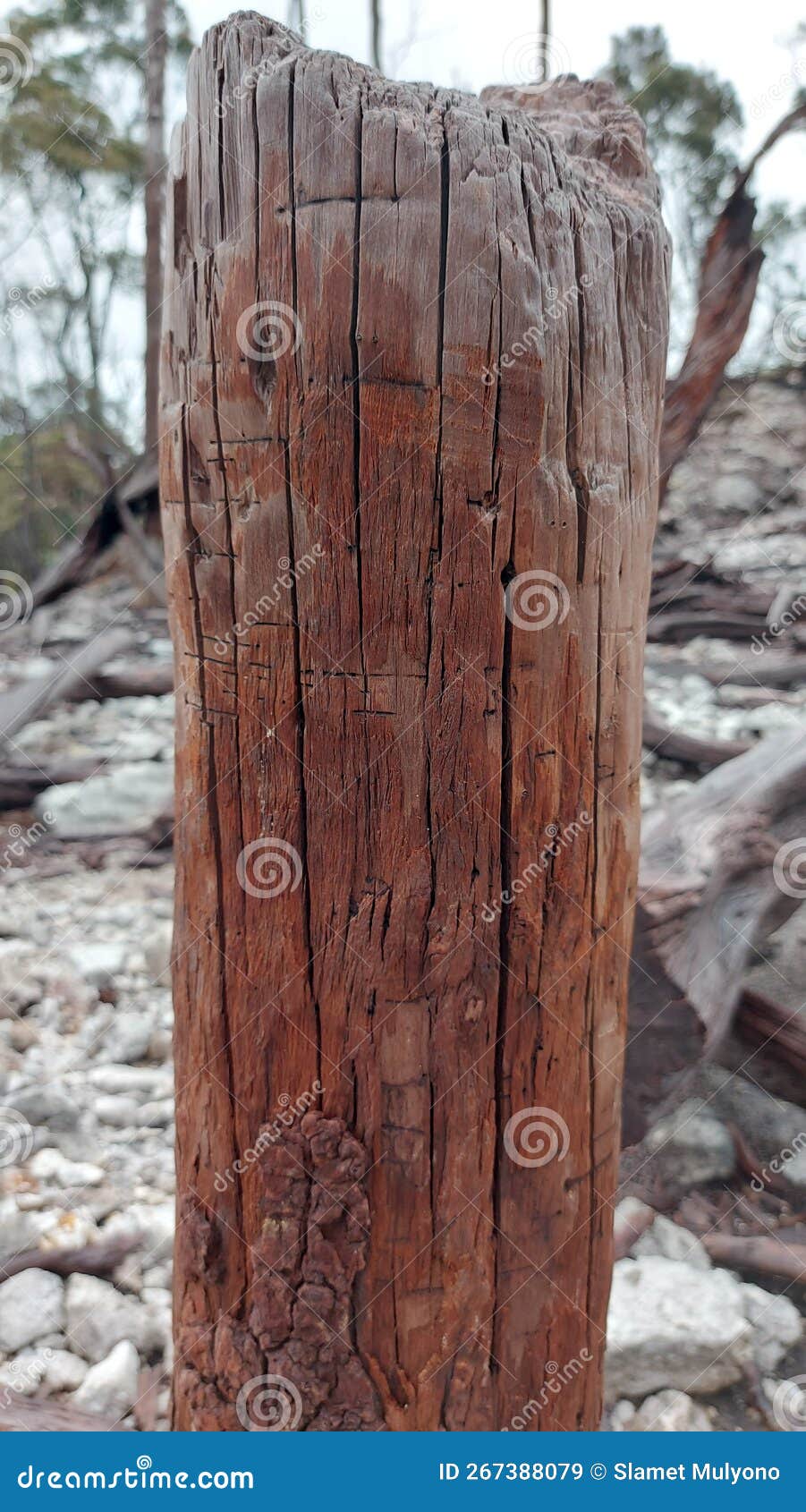 Sturdy brown tree stump stock image. Image of branch - 267388079