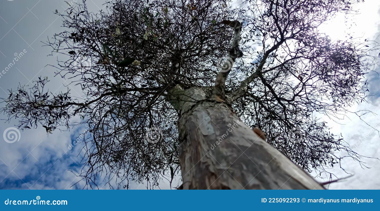 The Sturdy Galam Tree Stands Under the Clear Sky Stock Image - Image of ...