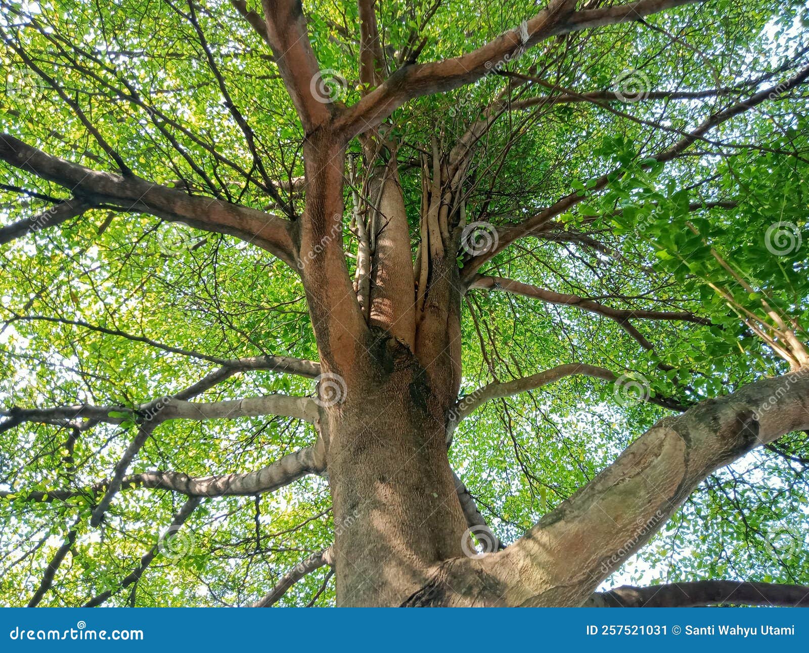 Sturdy and Lush Tree Branches Stock Image - Image of tree, green: 257521031