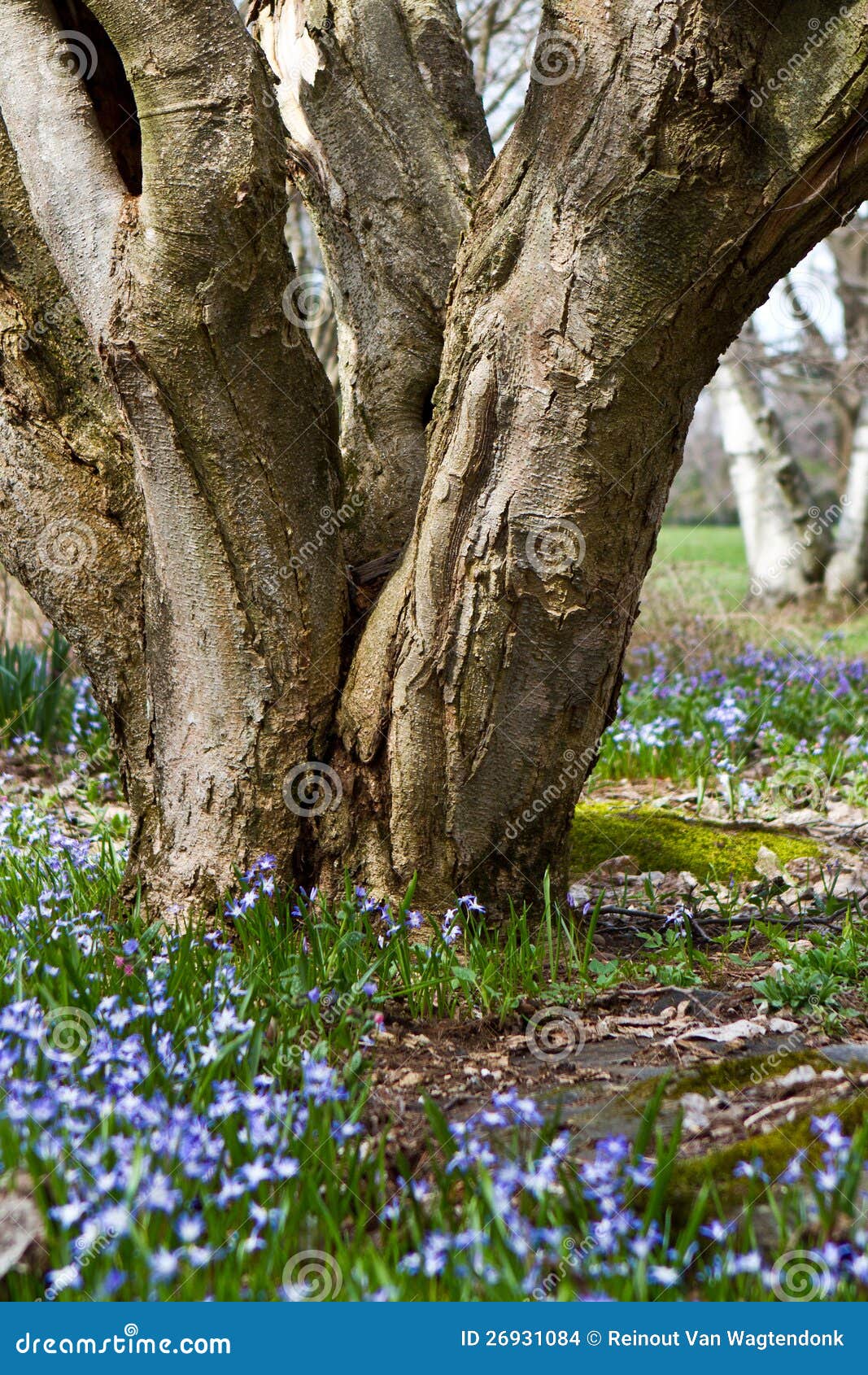 Sturdy old tree stock photo. Image of sturdy, substantial - 26931084
