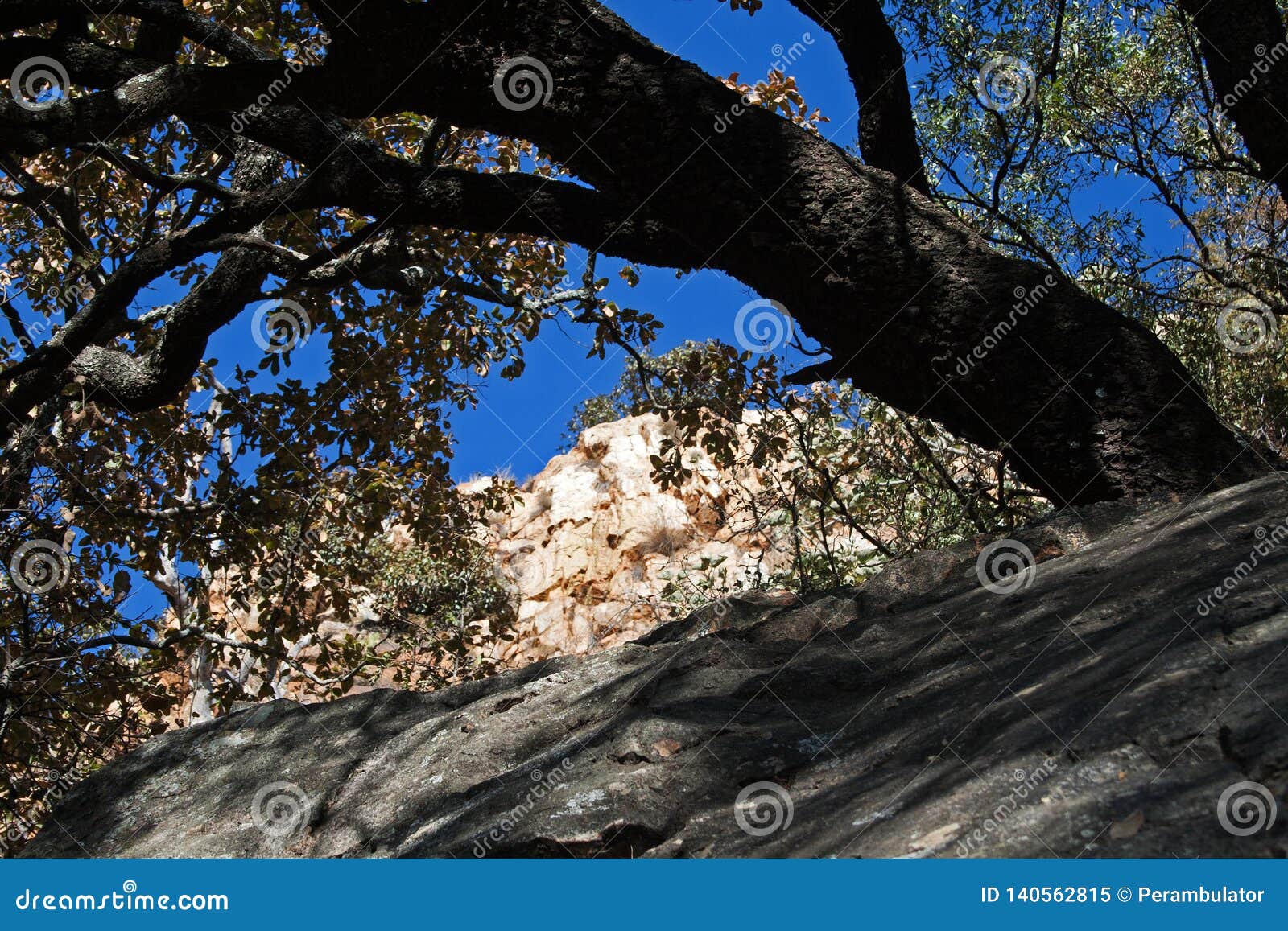 STURDY SLANTED TREE TRUNK LEANING OVER a BOULDER Stock Image - Image of ...