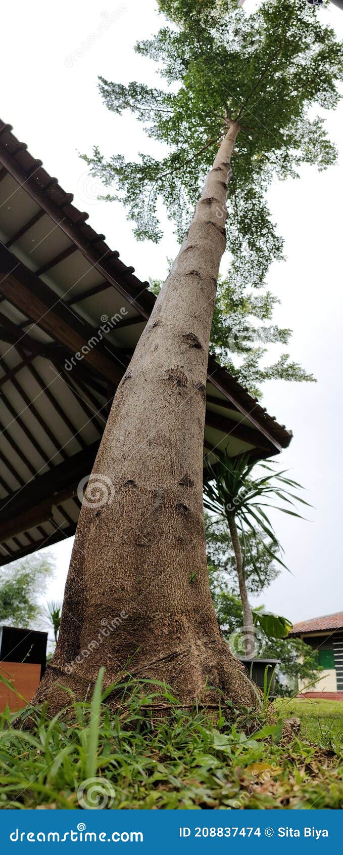 Strong Tree Royalty-Free Stock Photography | CartoonDealer.com #70592171