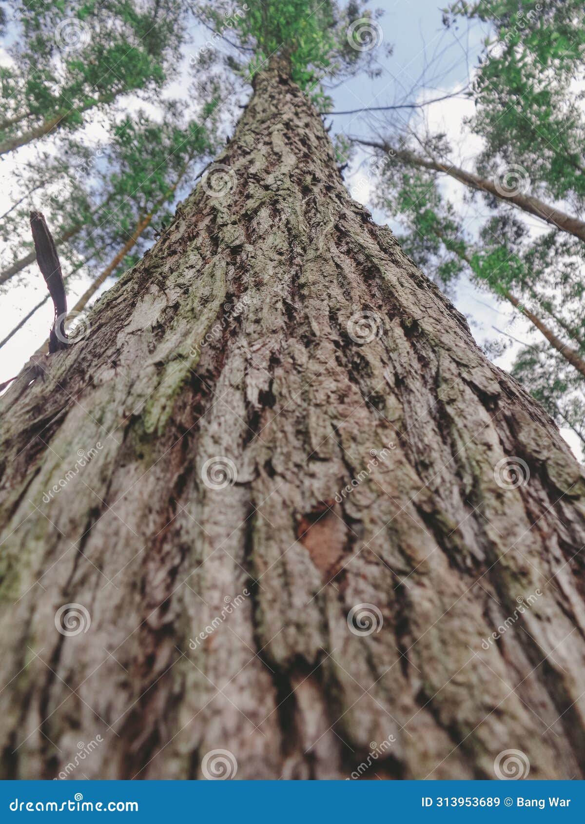 A Sturdy Tree of the Eucalyptus Type Stock Image - Image of woodland ...